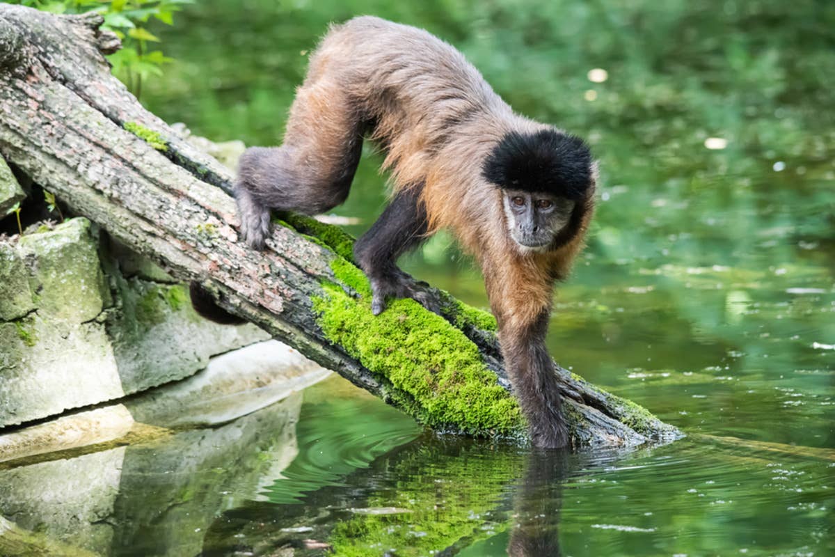 Video of Men Attempting to Save a Stranded Wild Monkey From a Rushing ...