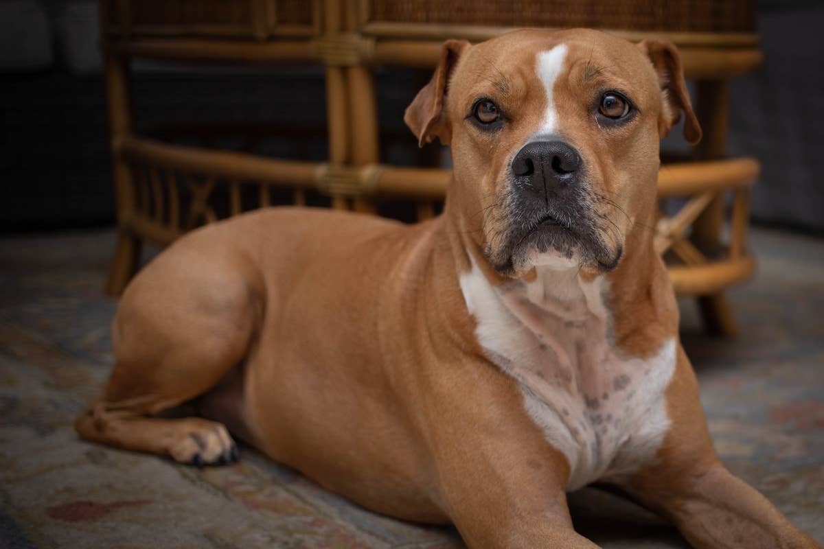 Brown Boxer Mix Dog Raquel's Web Page