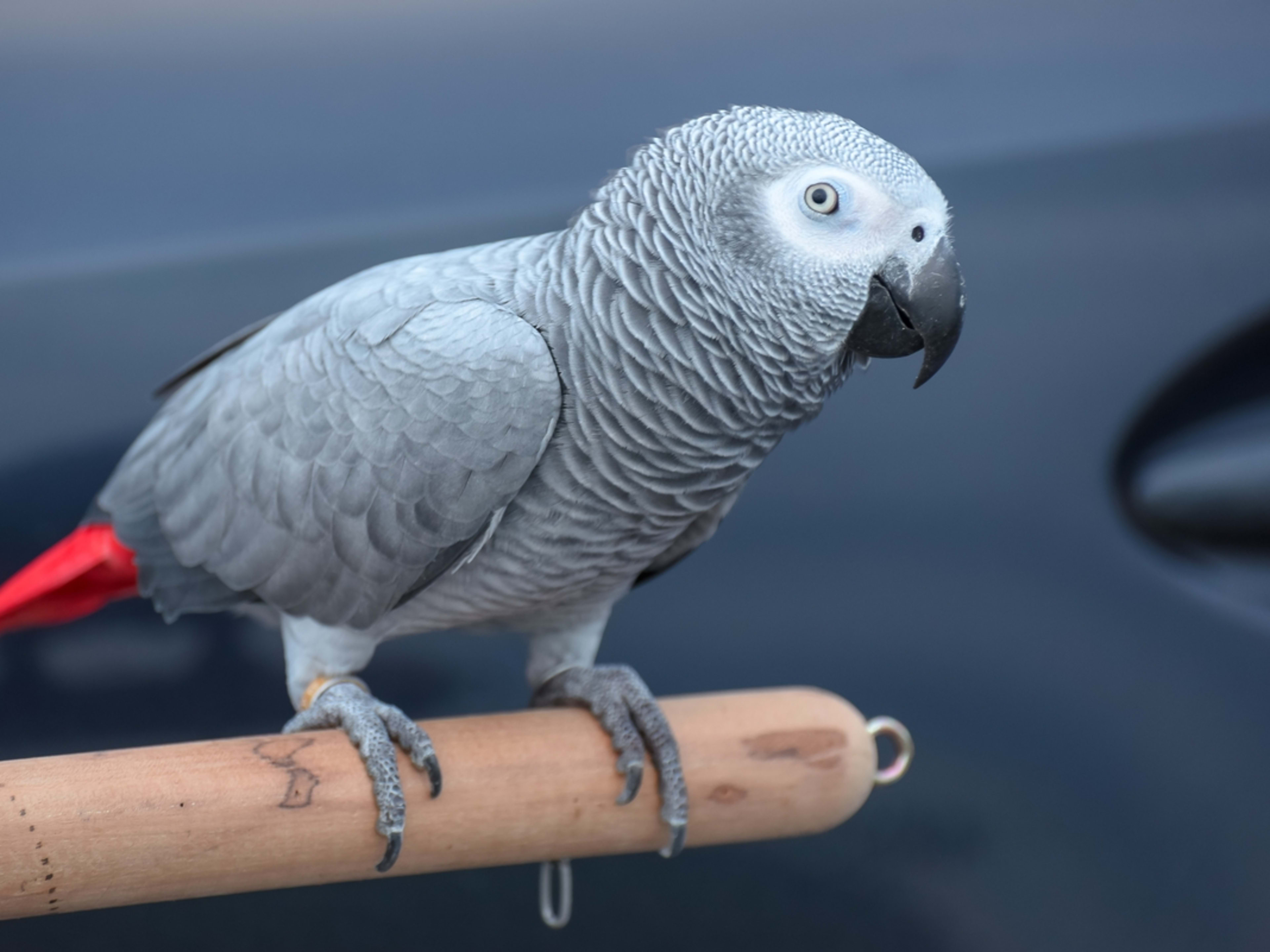 Cockatoo & Grey Parrot Have Adorably Confused Reactions to Seeing Snow ...