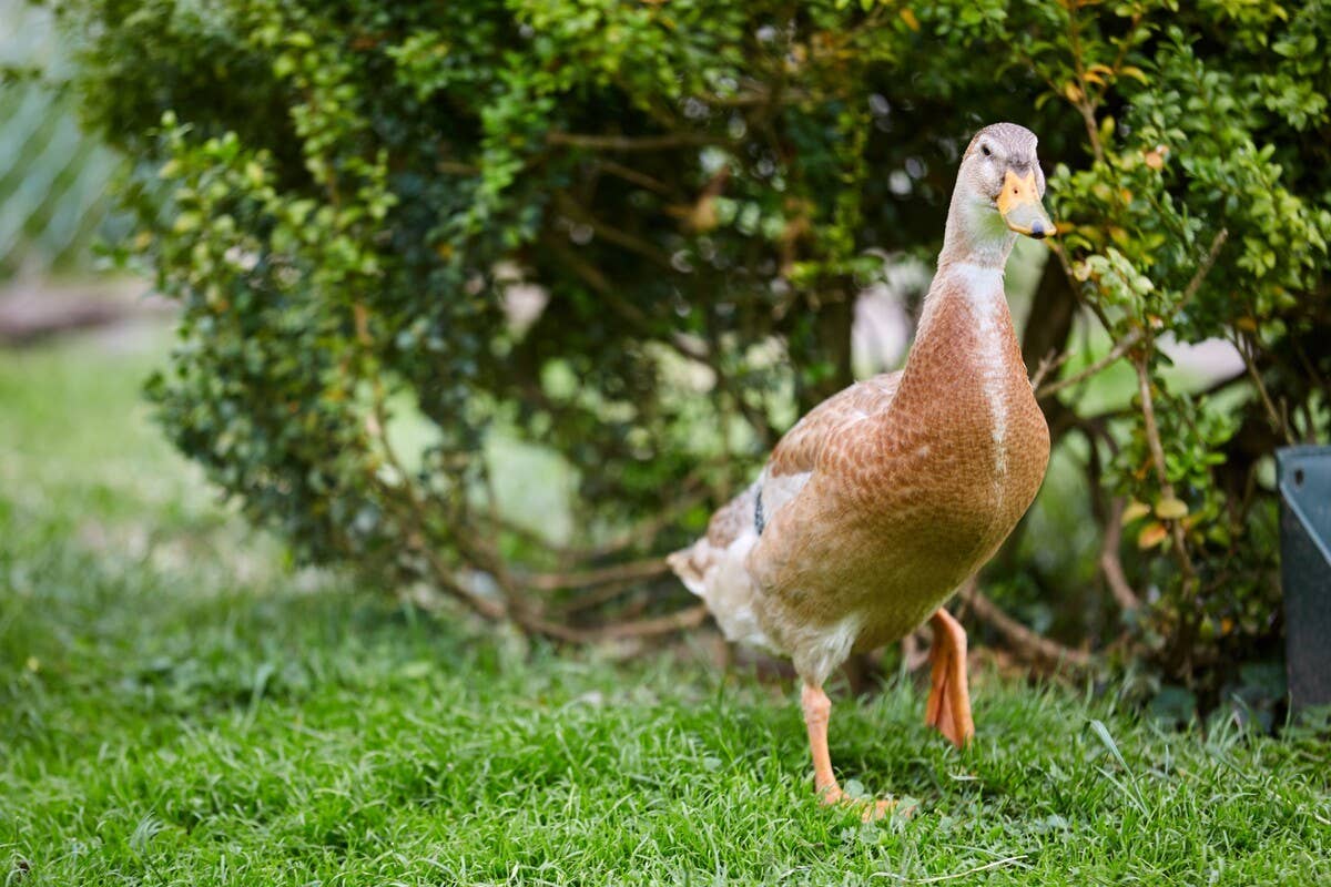 Ducks