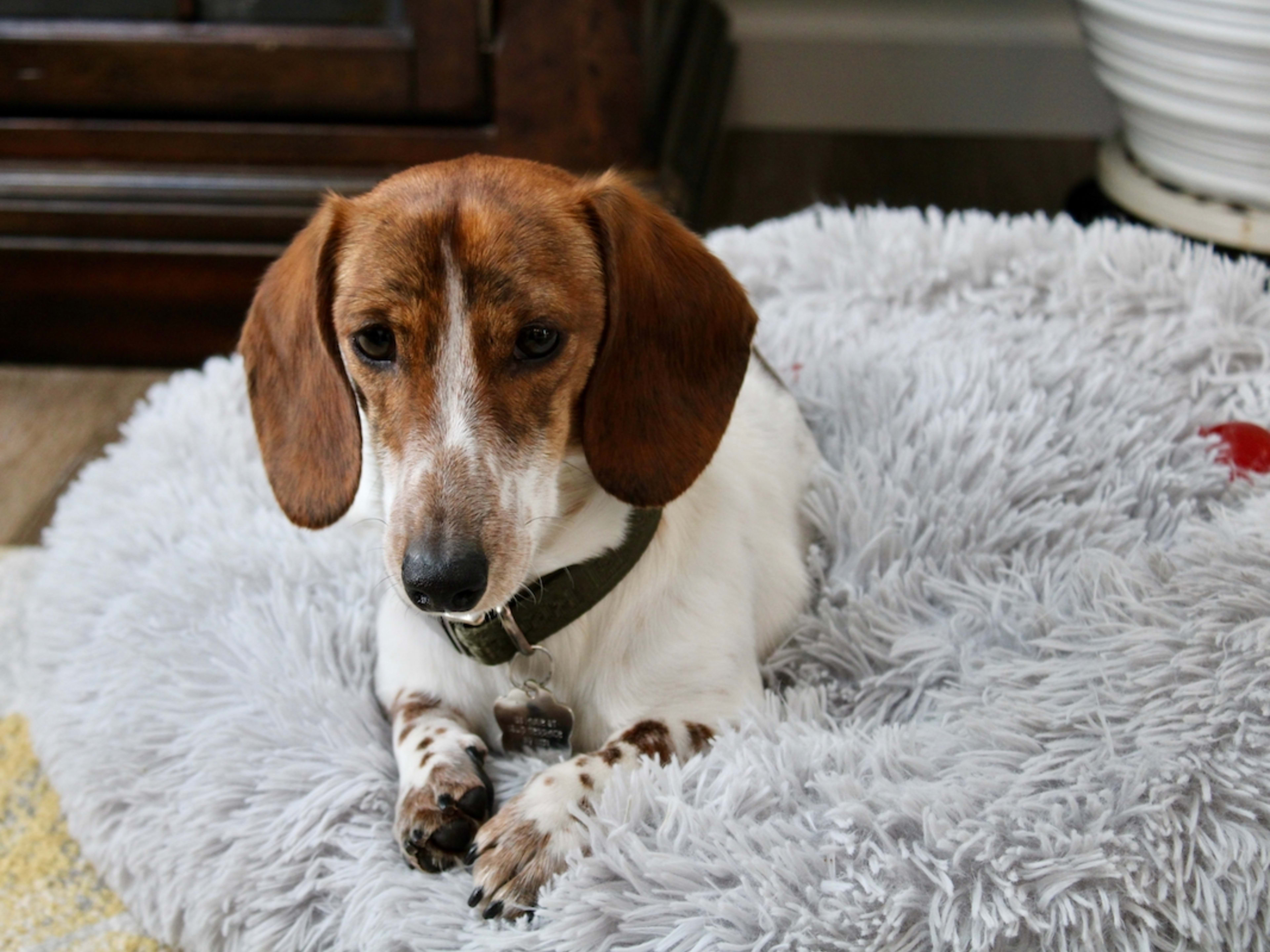 Dachshund Mom Adopts Foster Kitten As Part of Her Own New Litter & It's ...