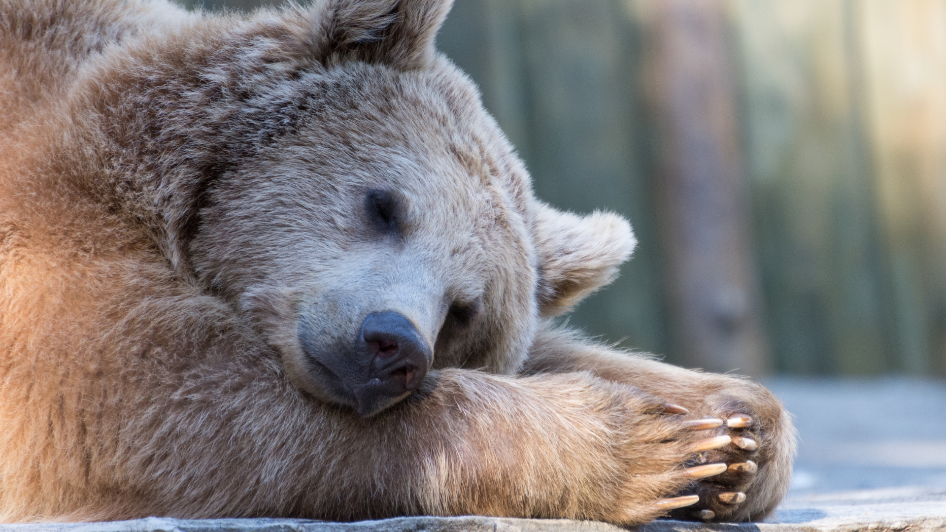 Bear’s Face After Waking Up From Hibernation Is Adorably Sleepy ...