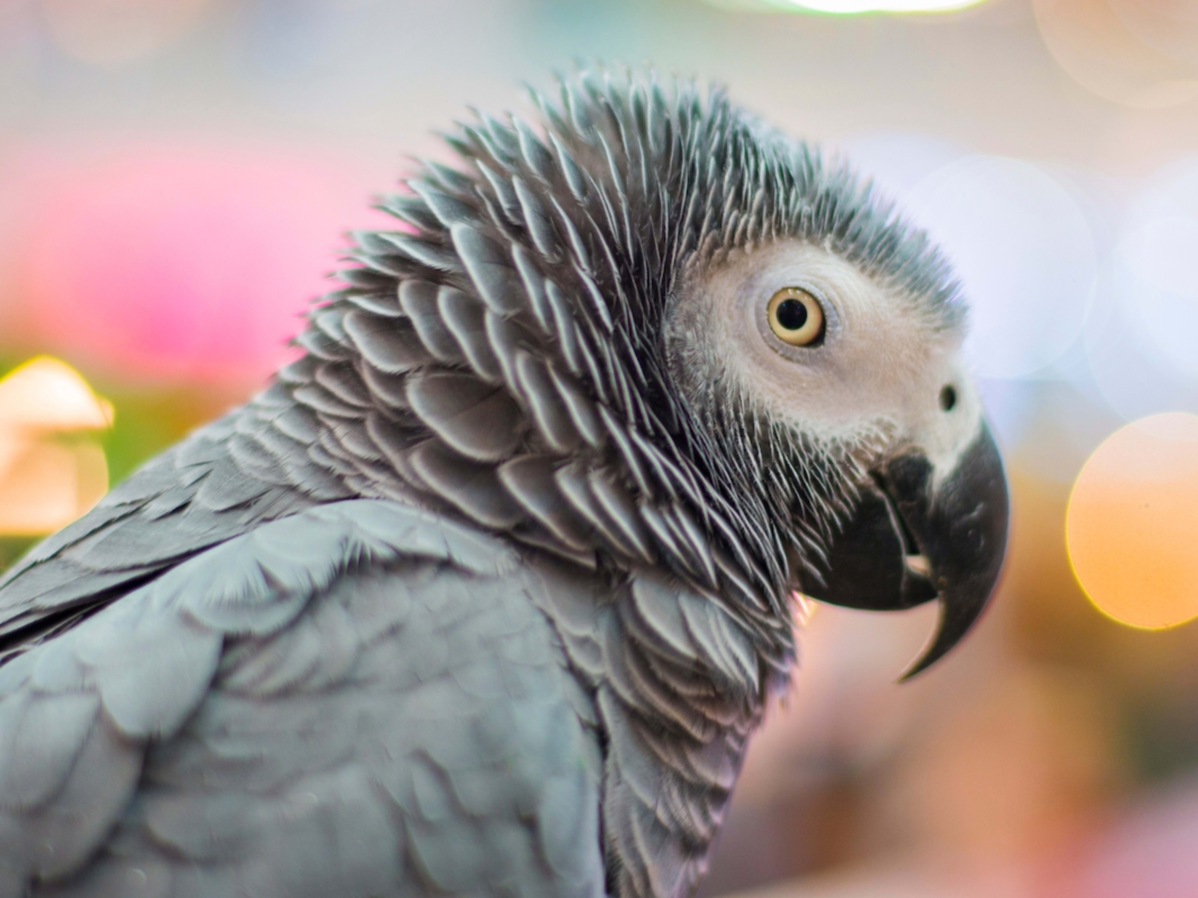 Cockatoo's Determination to 'Share' African Grey Parrot Sibling's ...