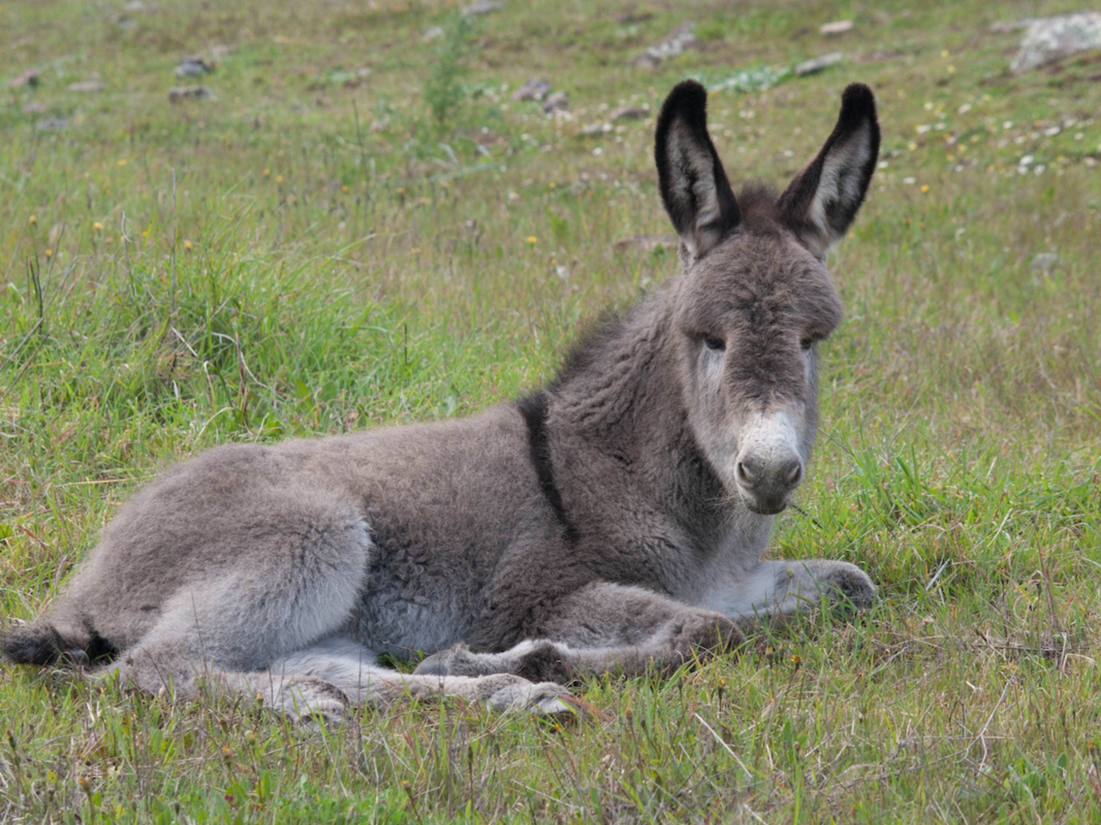 2-Day-Old Donkey Meets Her Very First Chicken and a True Disney Moment ...