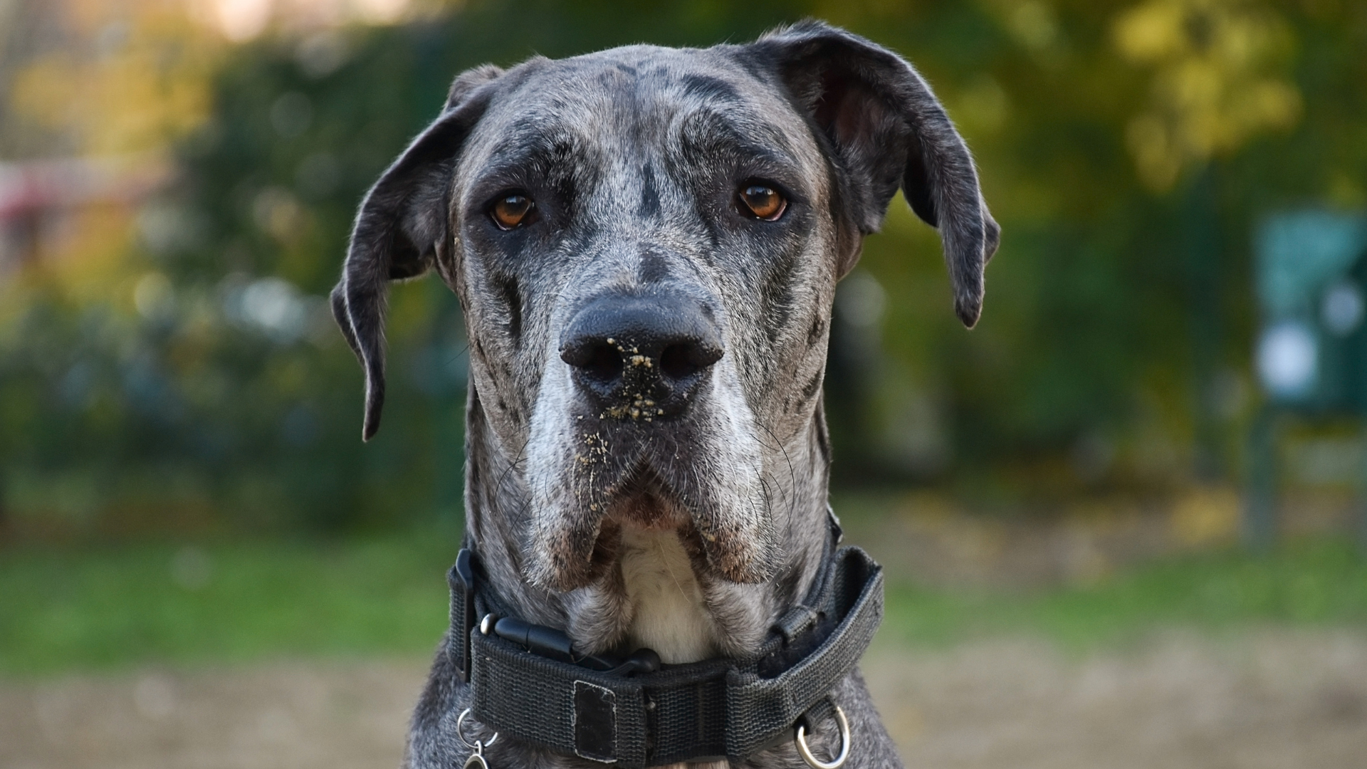 Service Great Dane Helping Stressed-Out Patient at the Dentist Is the ...