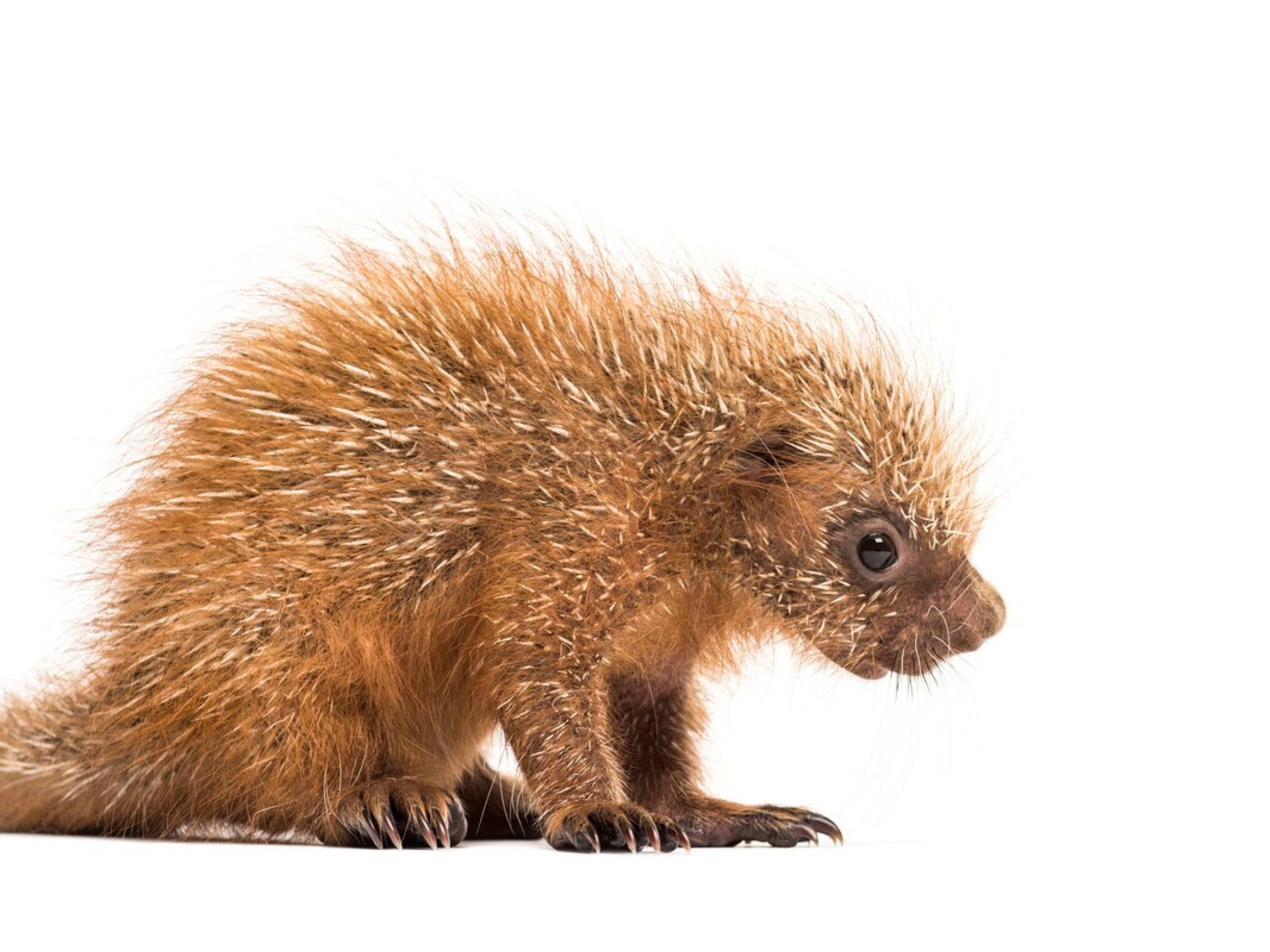 San Diego Zoo’s New Rare Porcupine Baby Munching Away During Snack Time ...