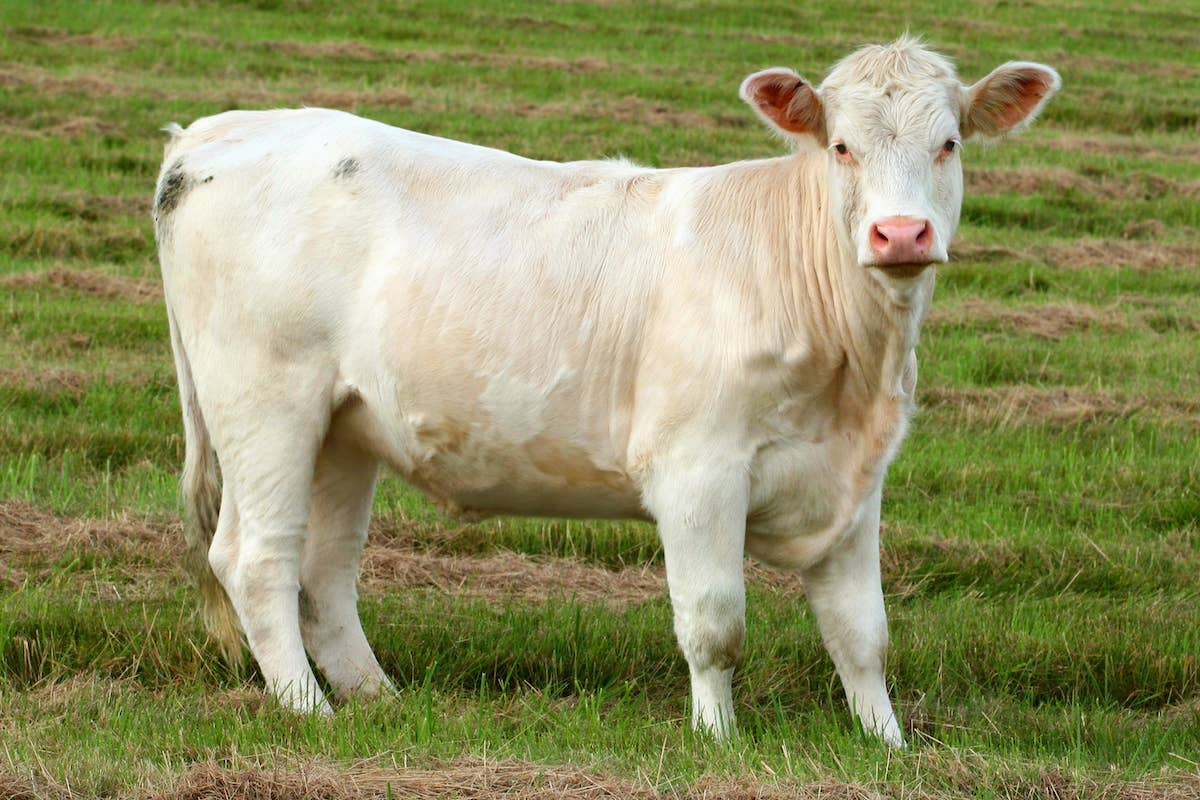 Cow's Sweet Way of 'Asking Little Boy to Play' Couldn't Be More ...