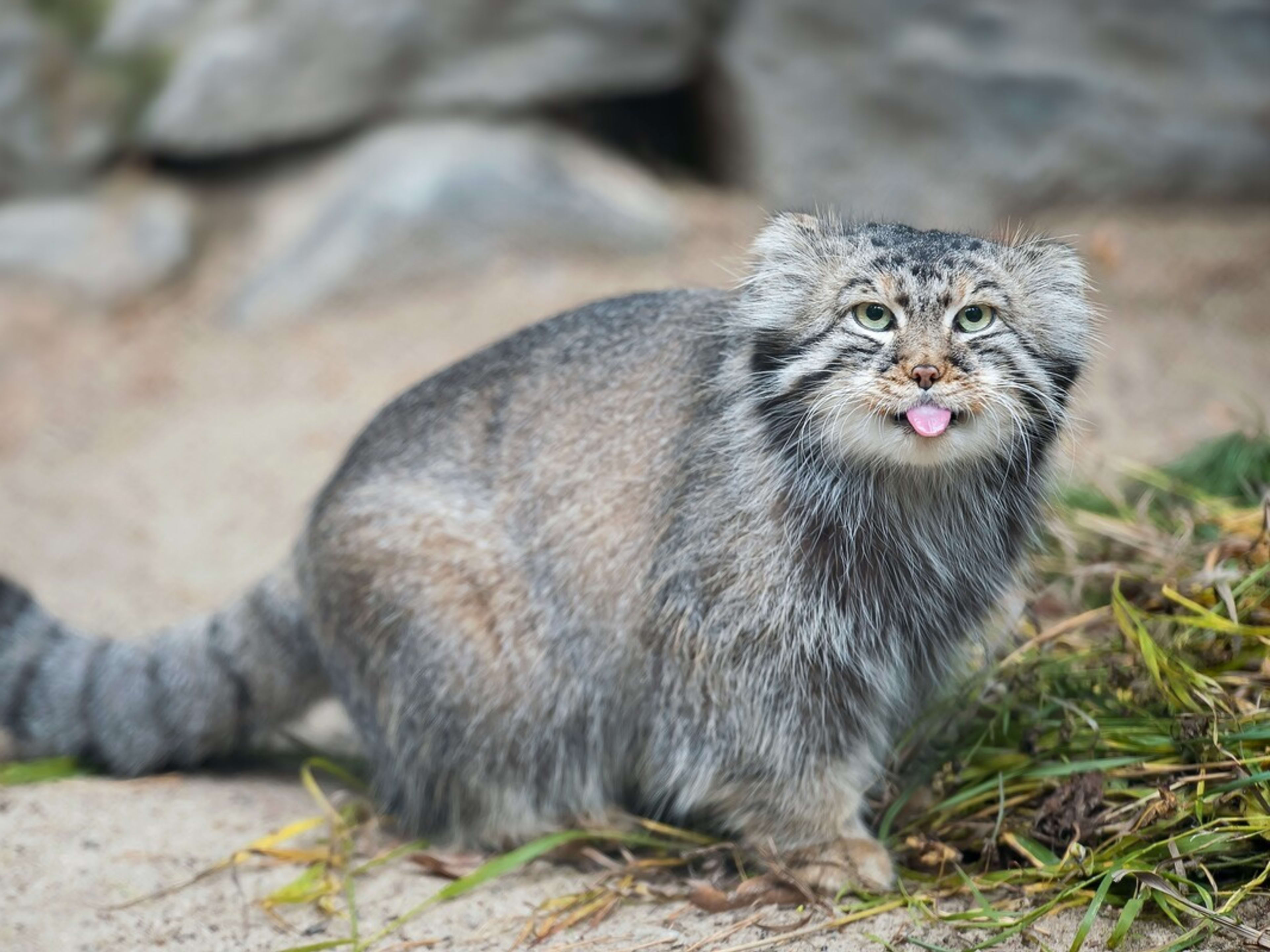 ‘Glitchy’ Baby Wild Cat Celebrates One Year of ‘Stealing Hearts’ at the ...