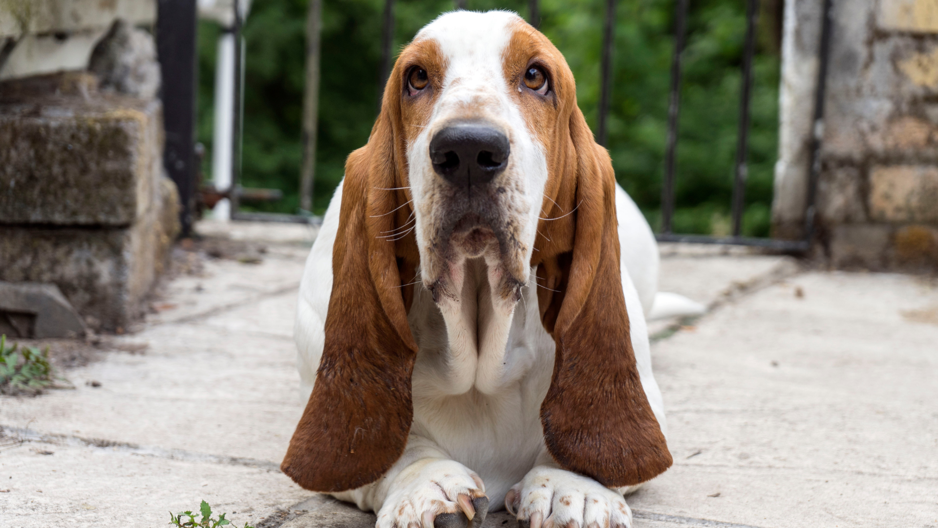 Exhausted Basset Hound Can't Move Another Inch Unless He Gets a Belly ...