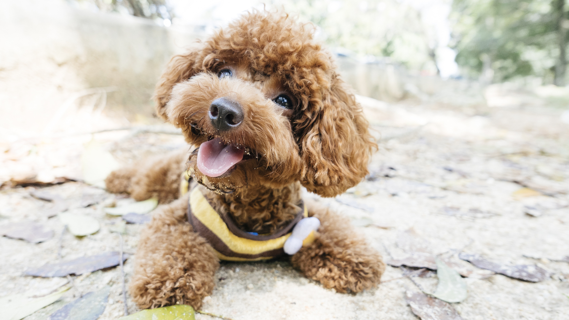 Little Poodle Steps Up to Watch Over Human Baby Like the Perfect Super ...