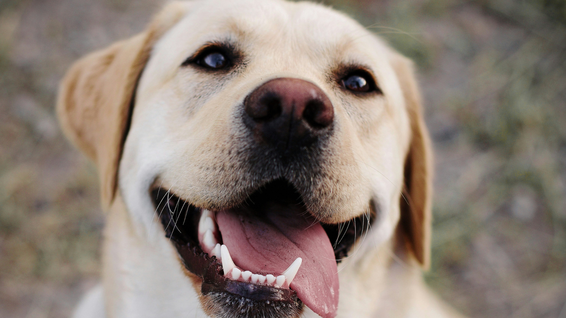 Labrador Retriever Is Basically Billy Joel Every Time He Does Karaoke ...