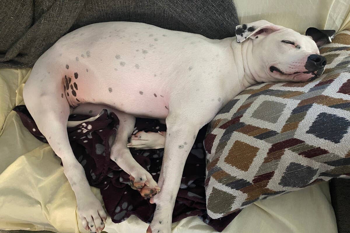 Happy Pit Bull’s Magical Flip Onto Couch Is the Joy We All Need Right ...