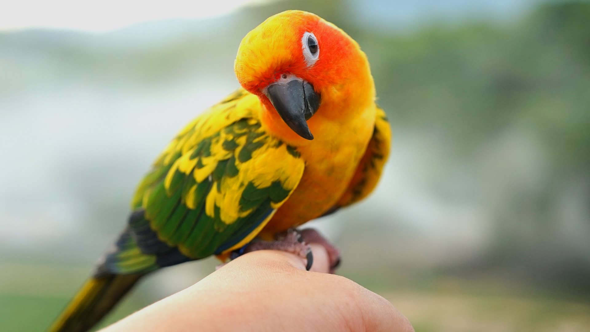 Adorable Parrots: Grooving Bird Can't Convince His Sidekick to Join the ...