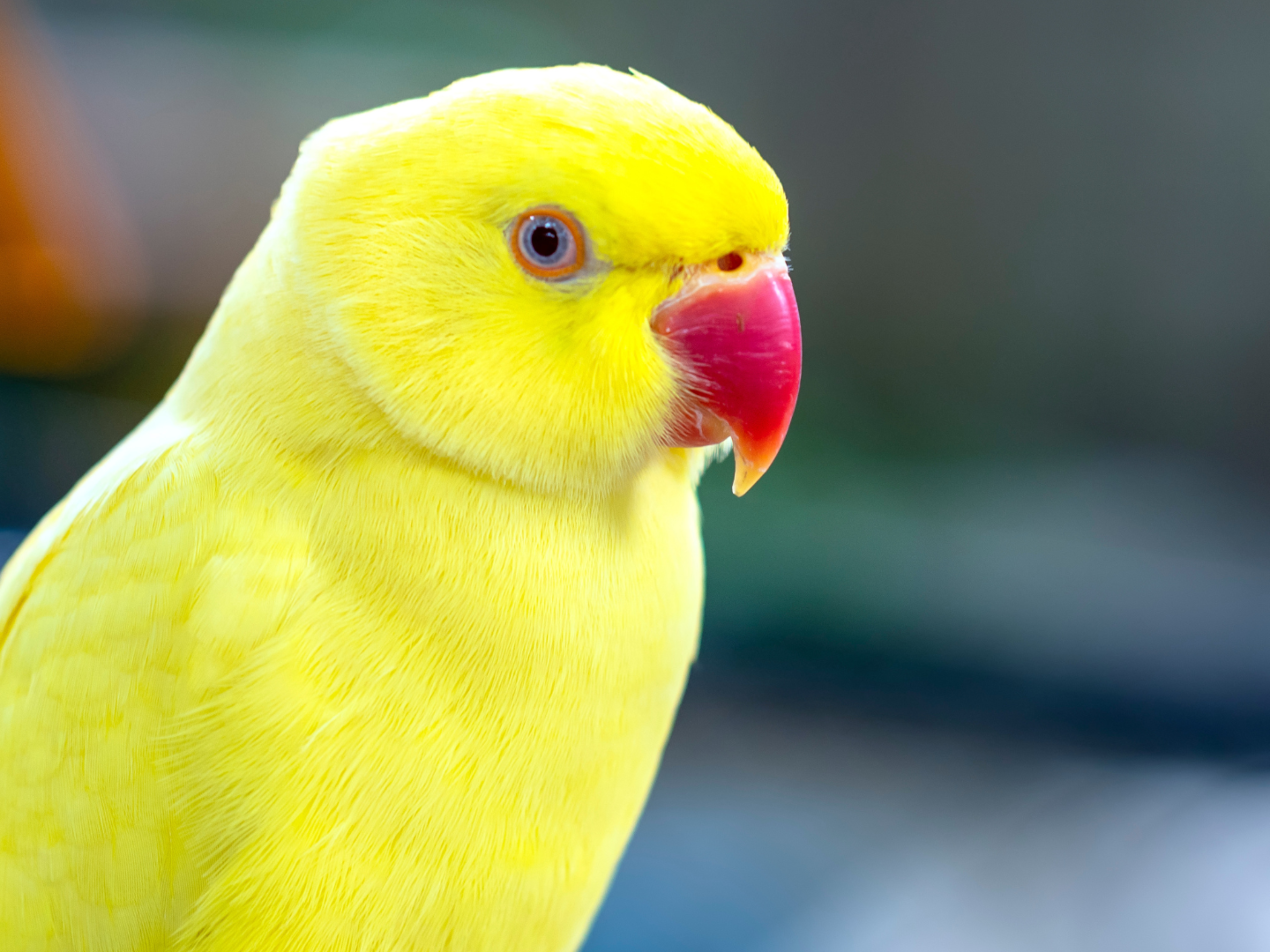 ring necked parakeet