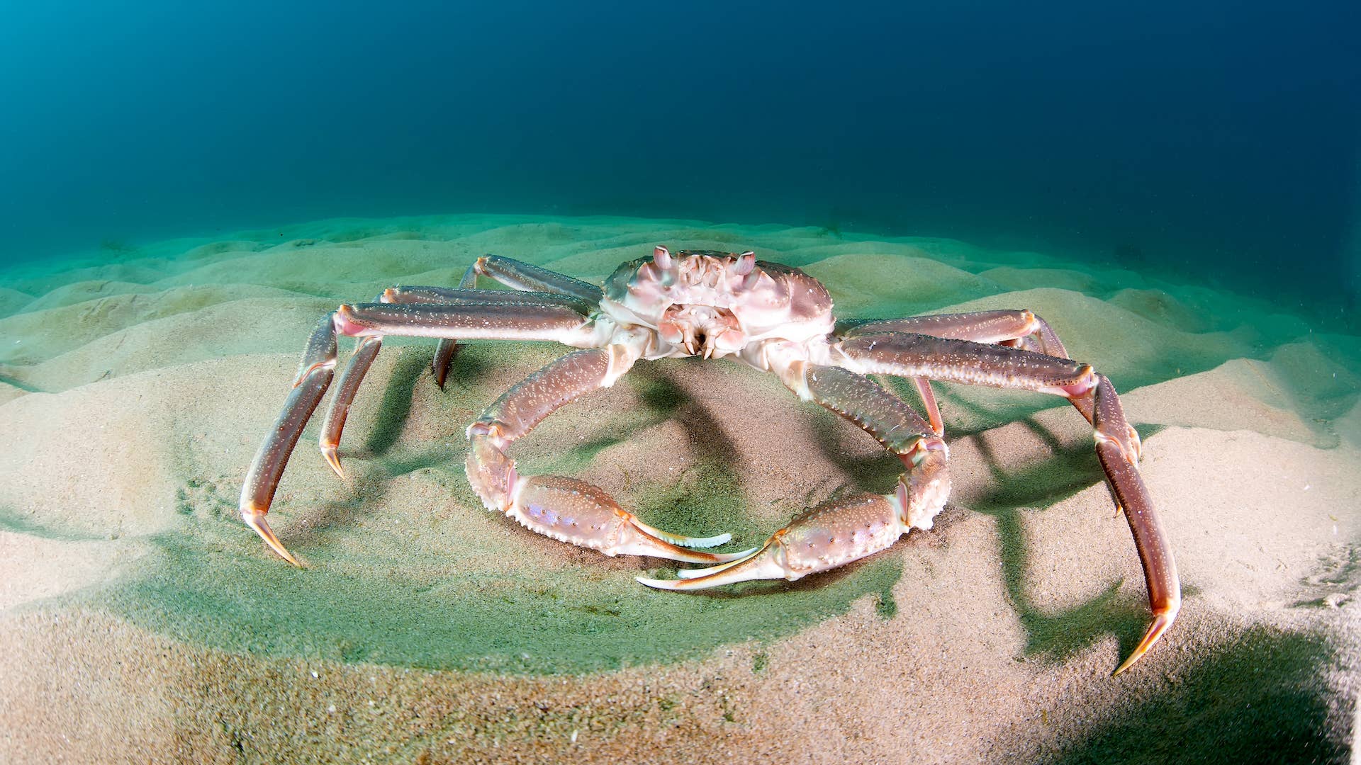Snow Crabs