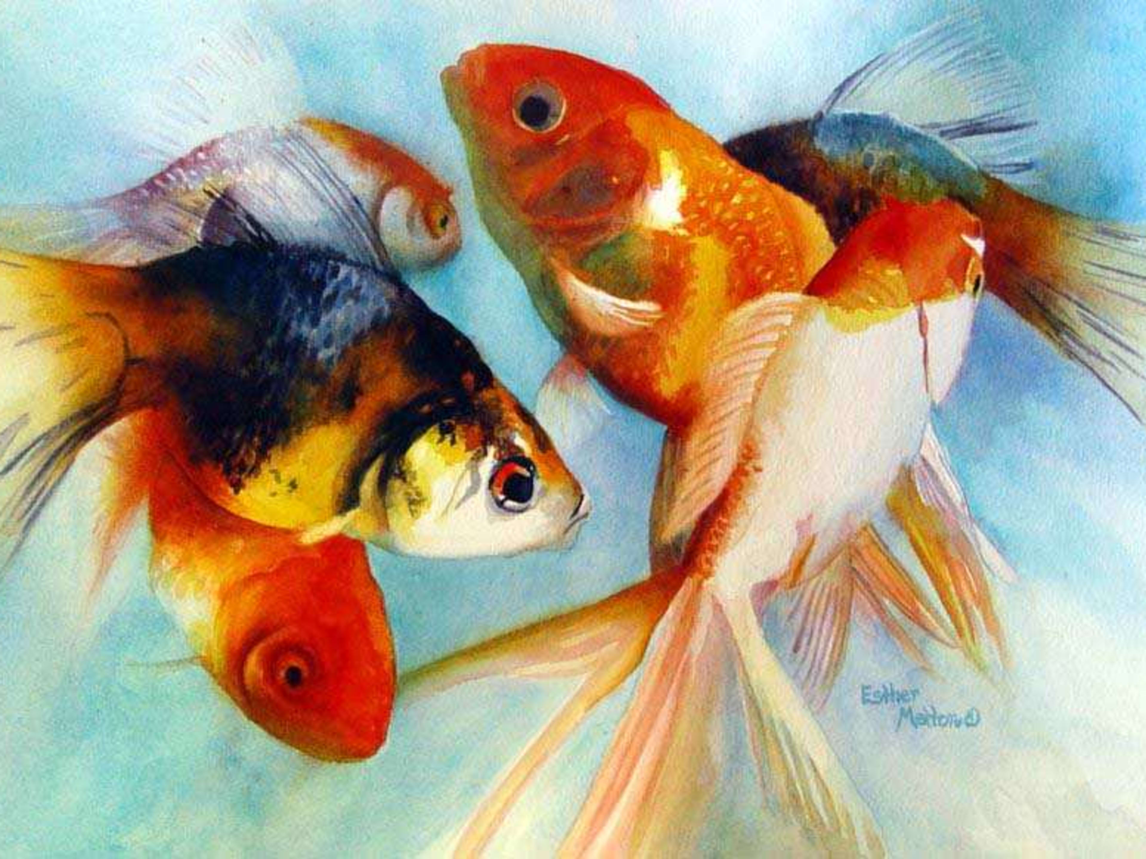 Goldfish Varieties: A Brief Look at 15 Popular Types