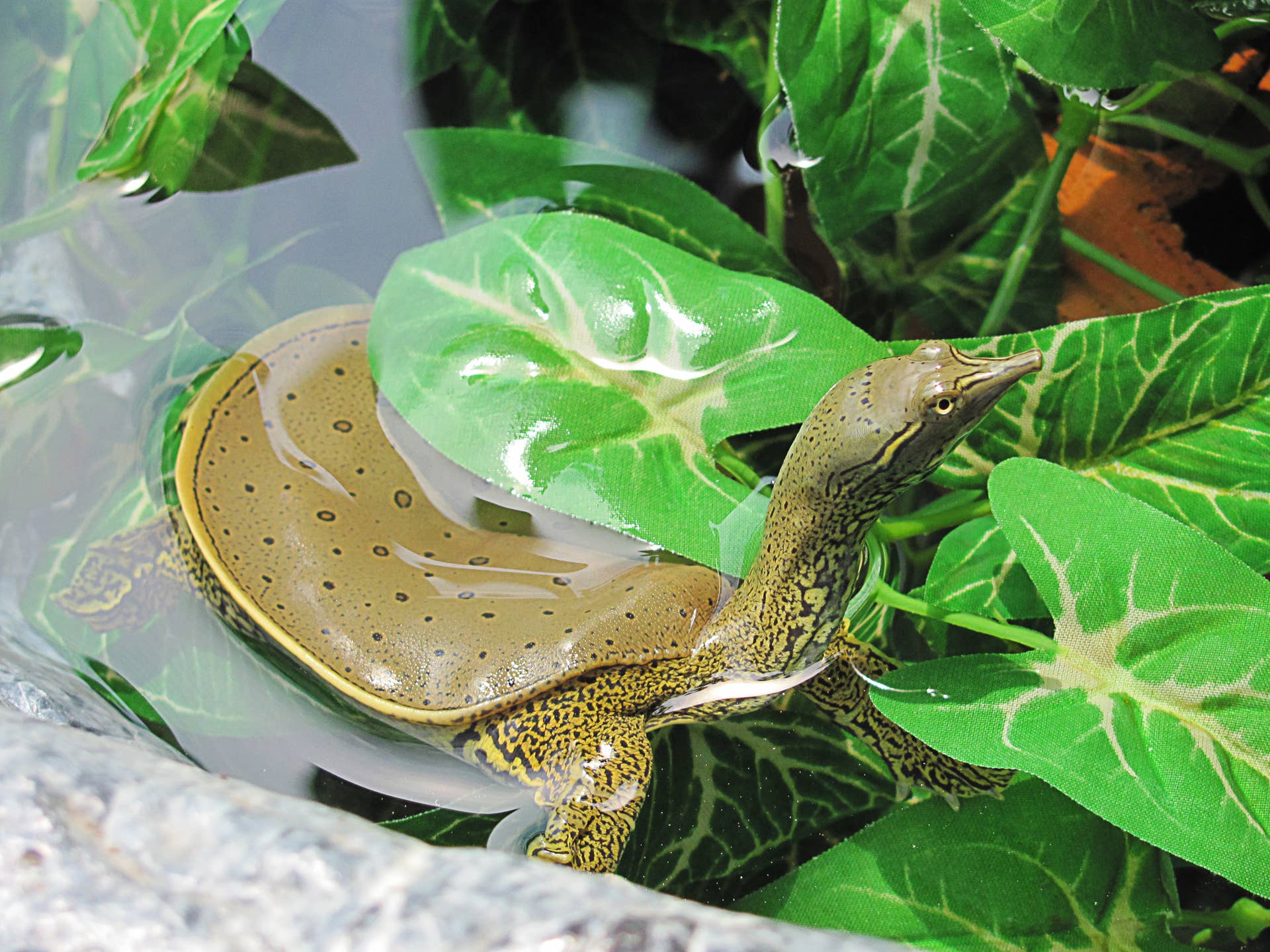 How to Care for Baby Spiny Softshell Turtles