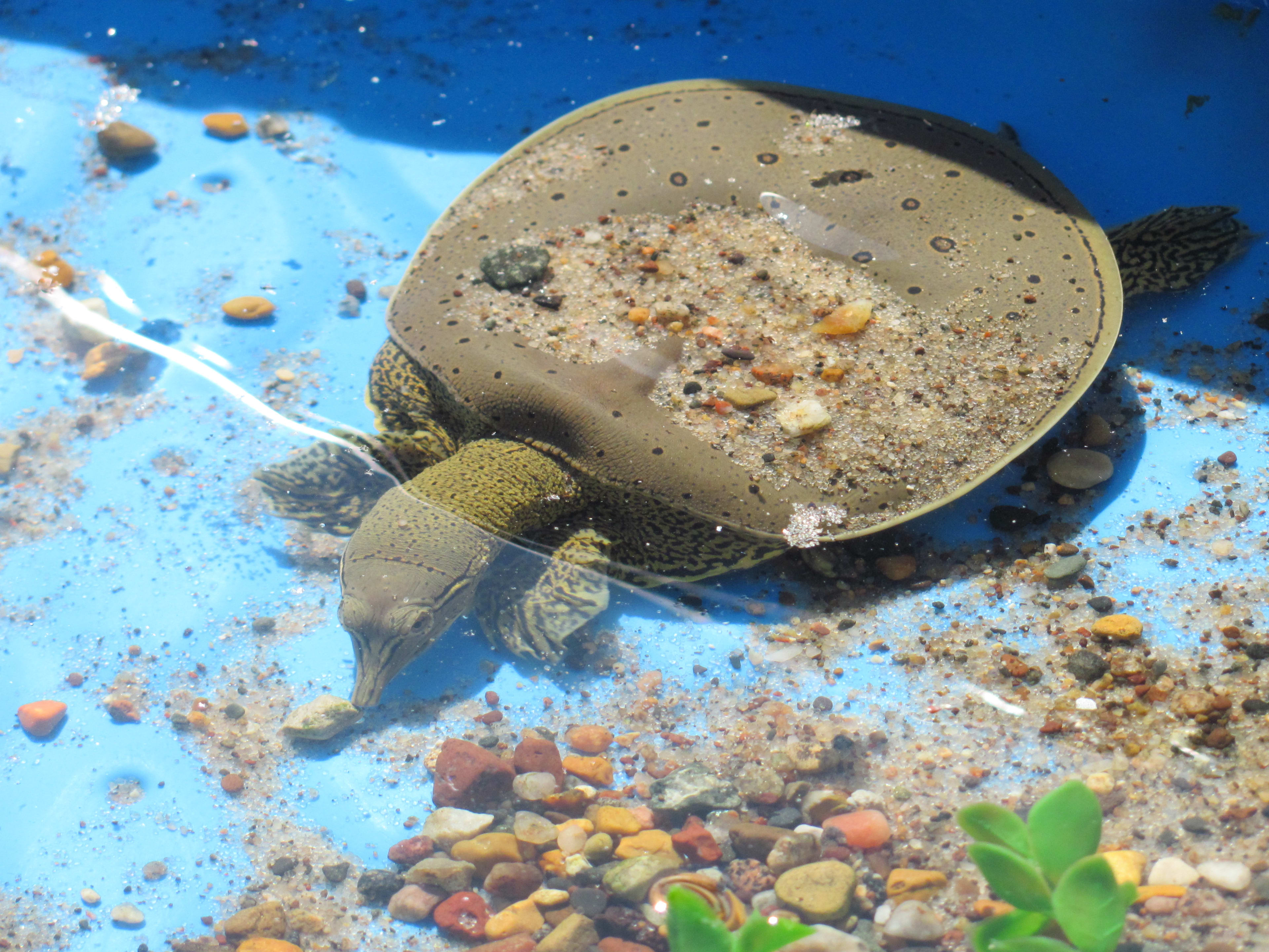 How to Set up an Outdoor Turtle Pool