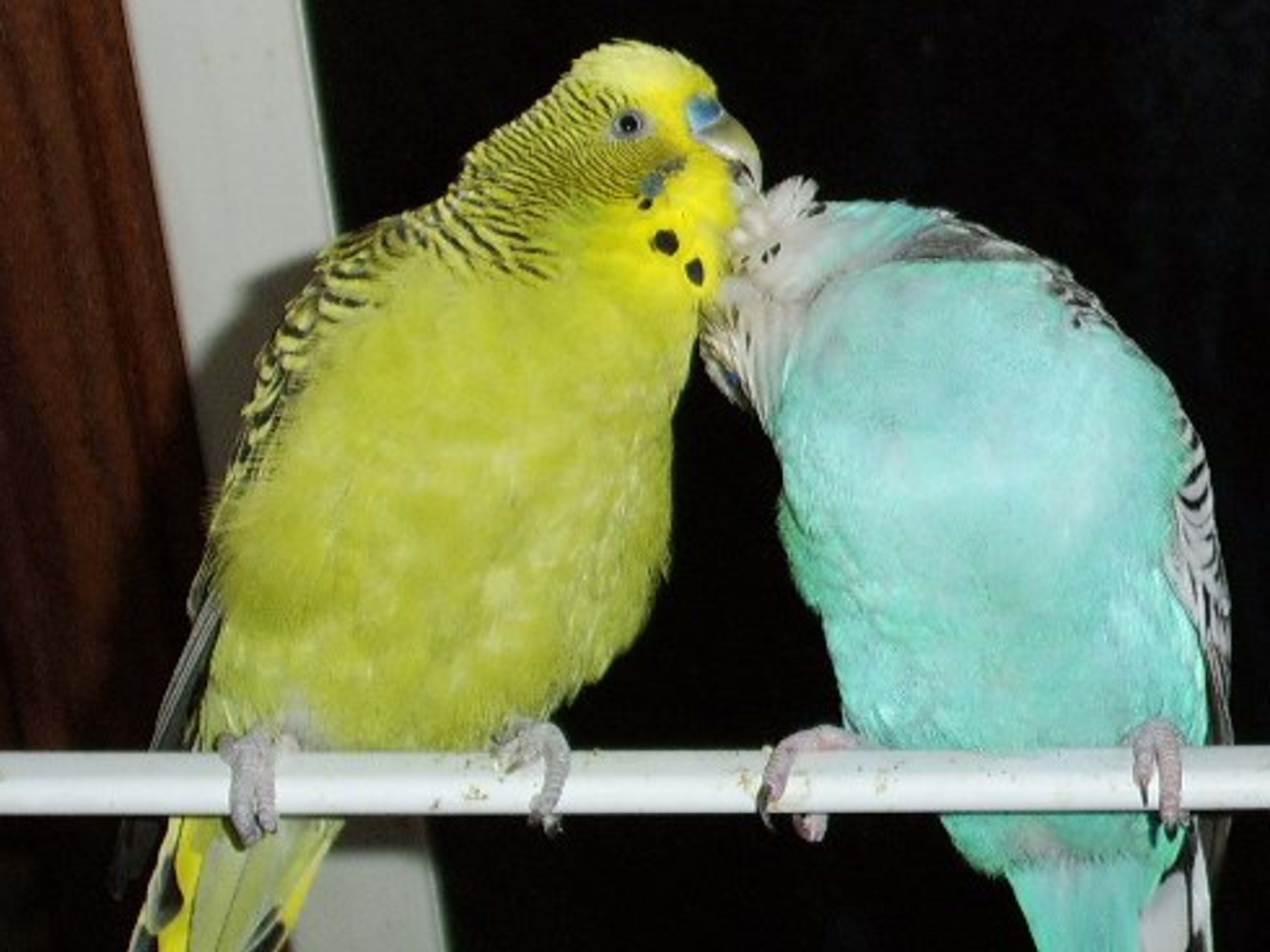 Buying a budgie store