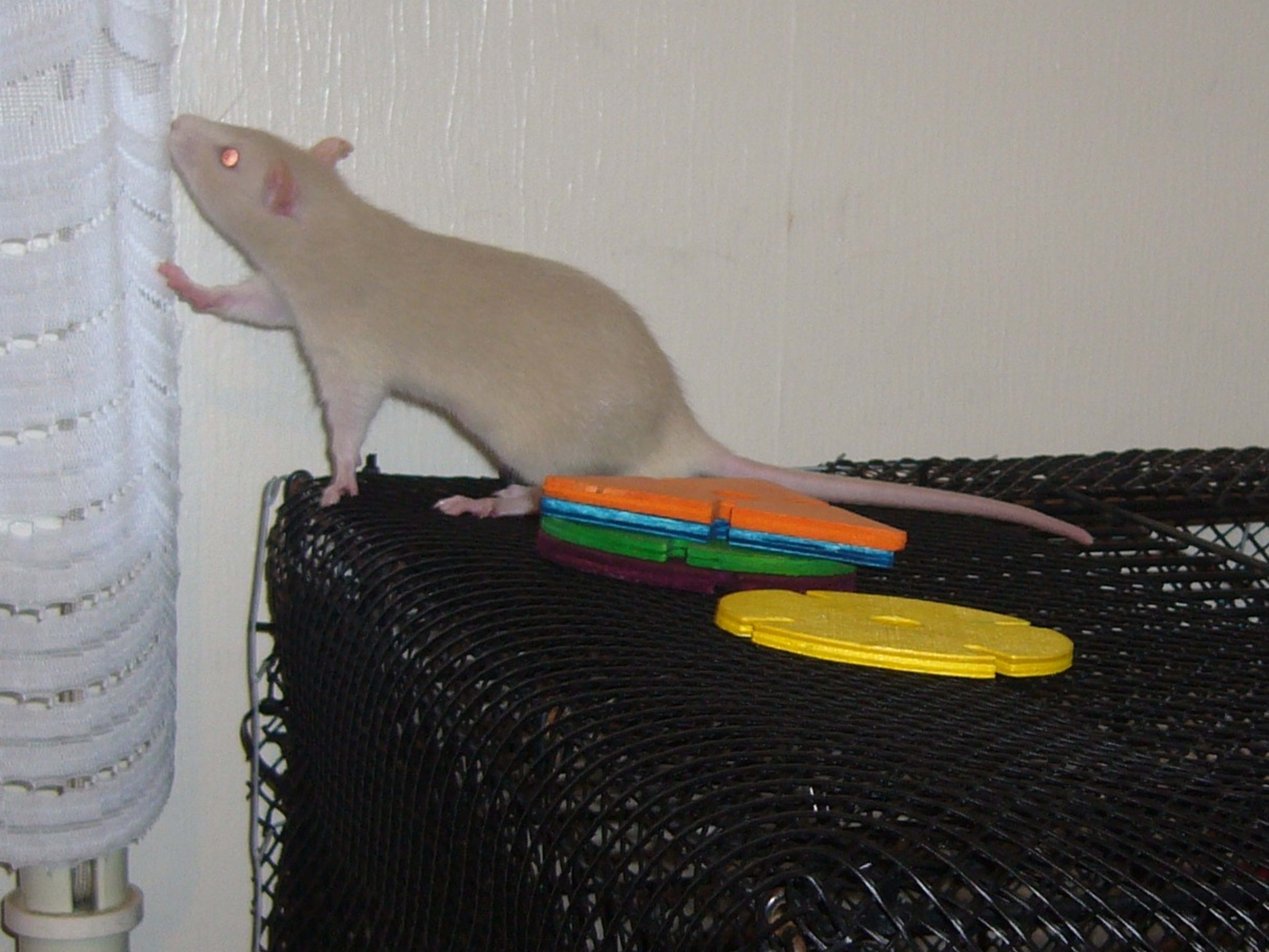 How Do I Make My Pet Rat Like Me? - PetHelpful