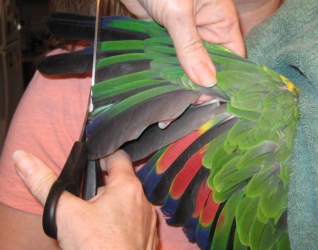 Wing Clipping Guide for Bird Owners - PetHelpful