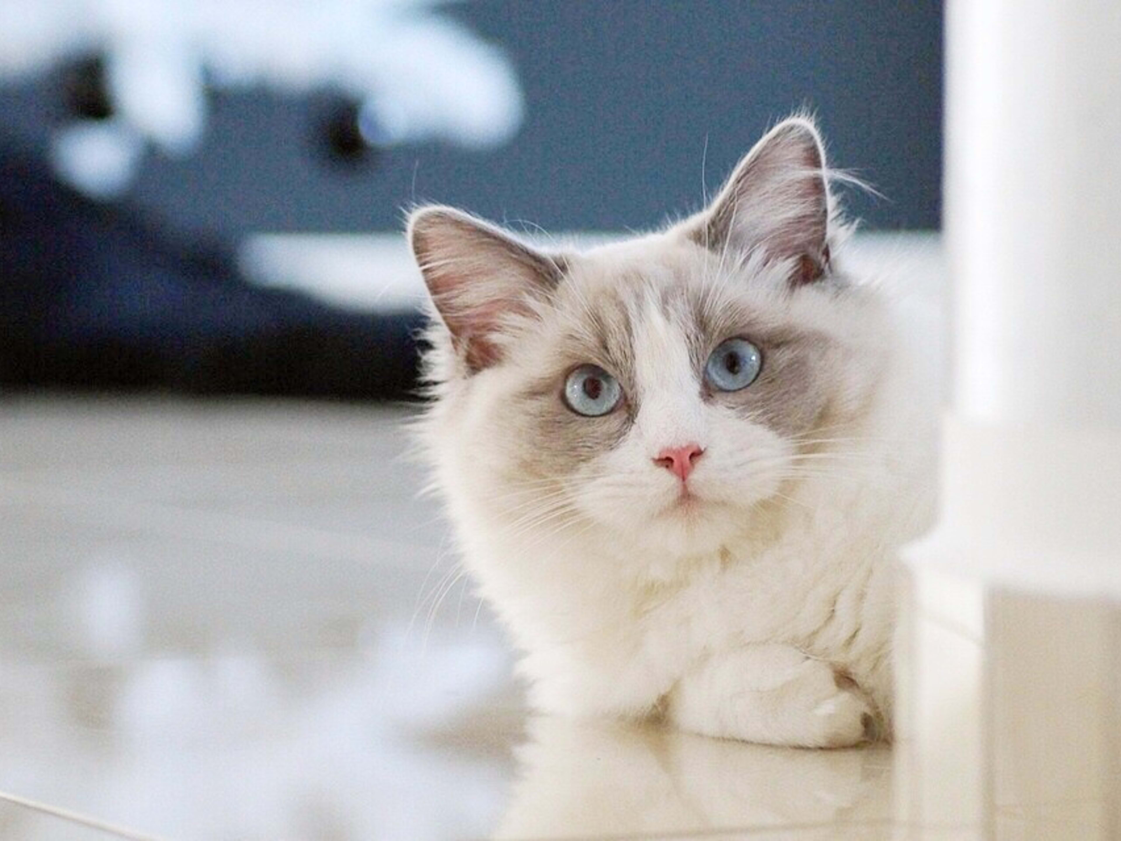 Ragdoll Cat Breed
