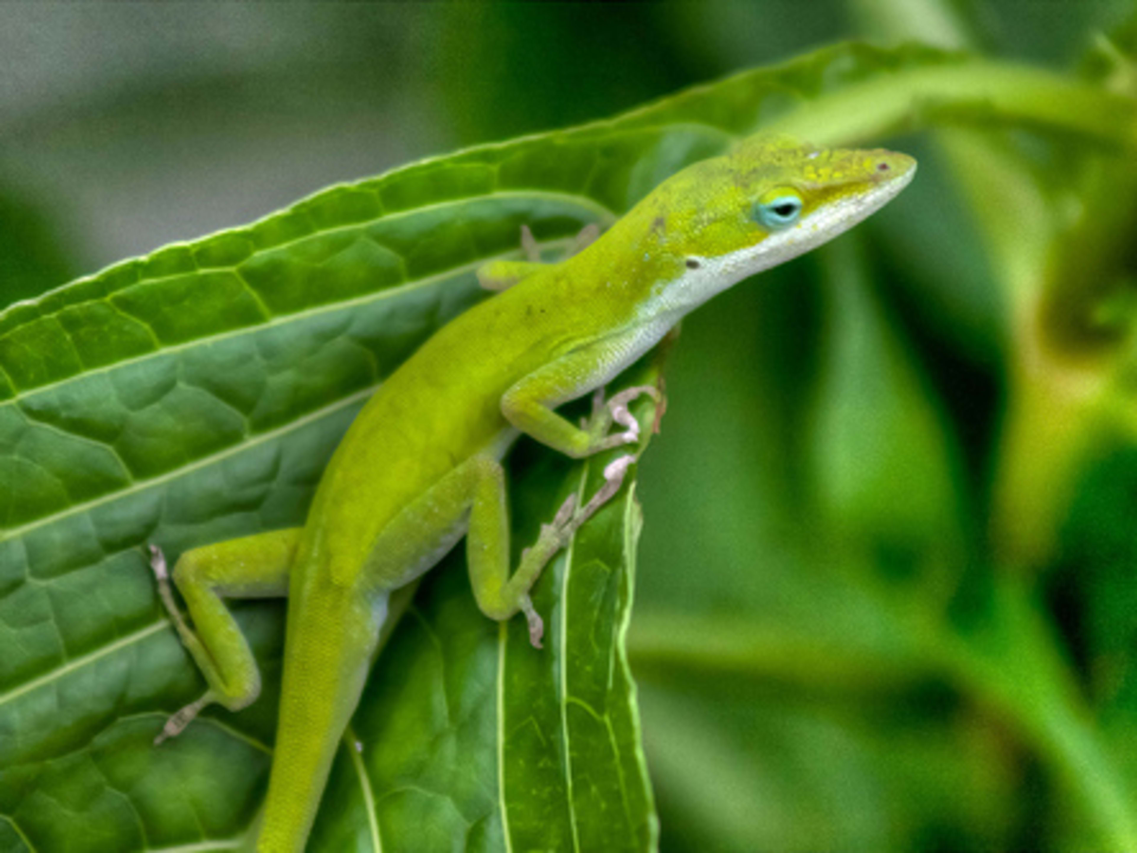Why and How Do Lizards Regenerate Their Tails? - PetHelpful