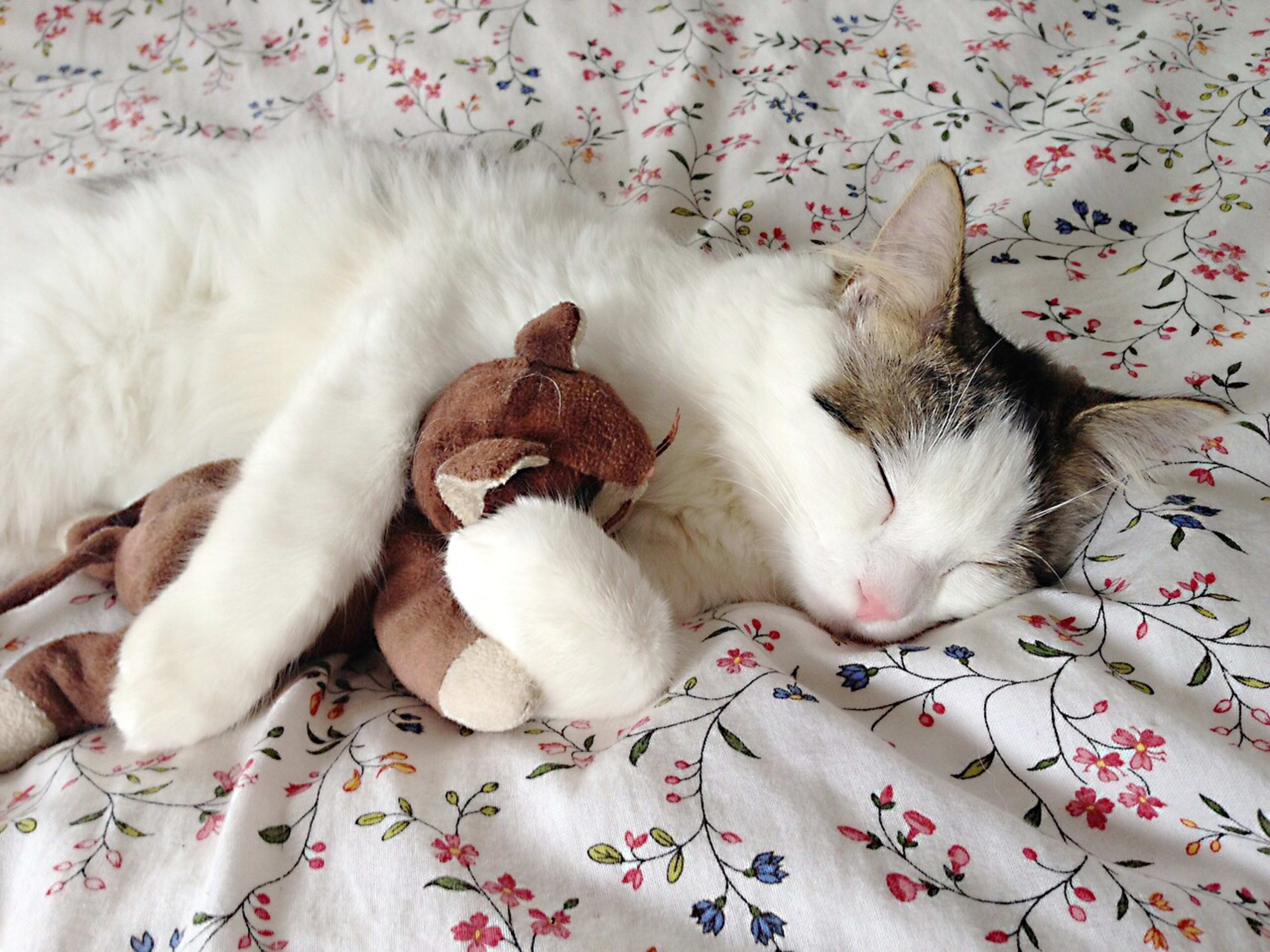 Feline Distemper or Panleukopenia: Virus and Disease Facts