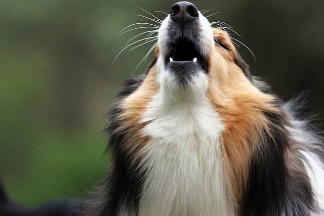 How to Stop Barking by Training Your Dog to Bark on Command - PetHelpful