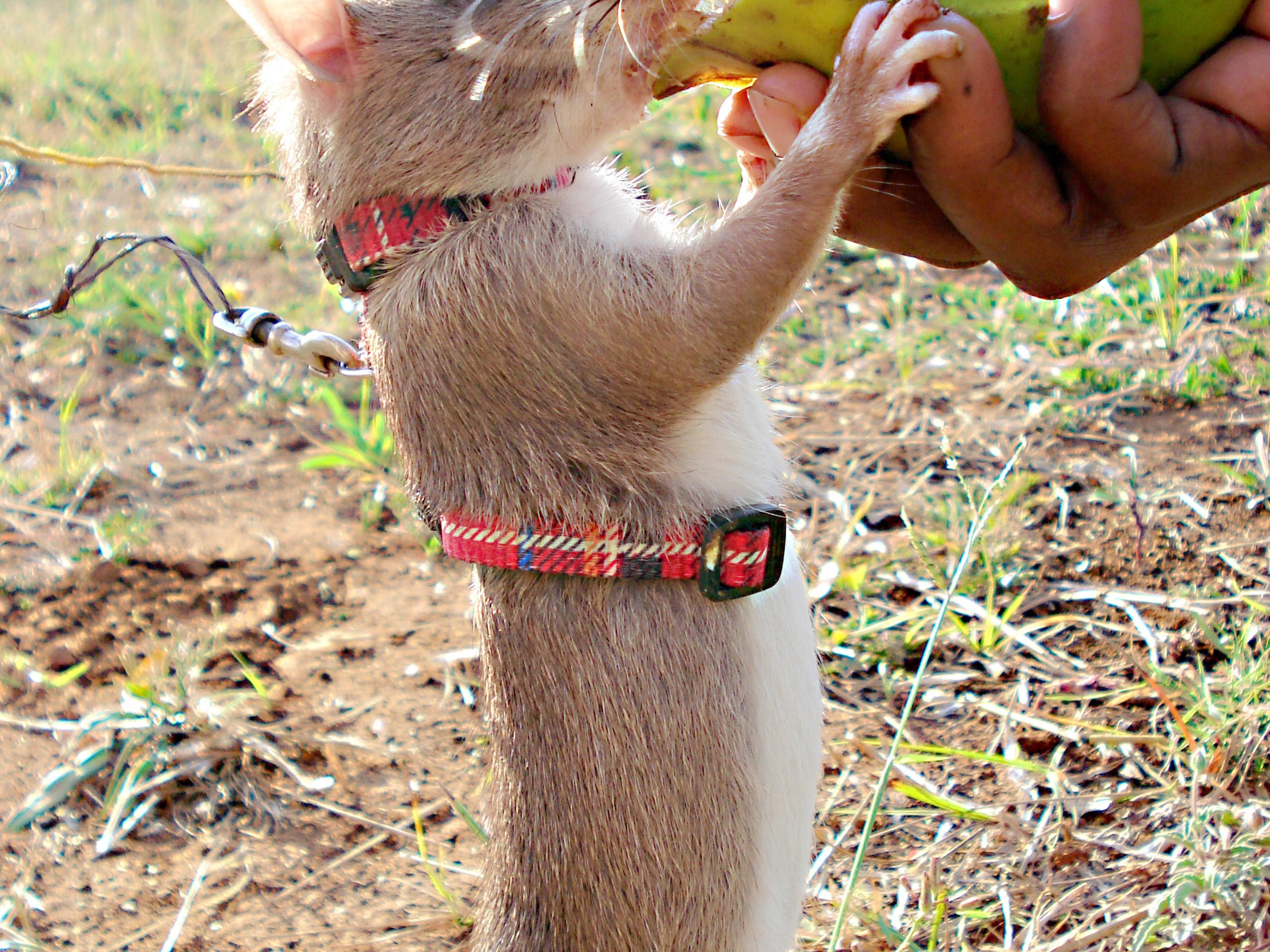 Gambian Pouched Rats Exotic Pets and Helpful Animals