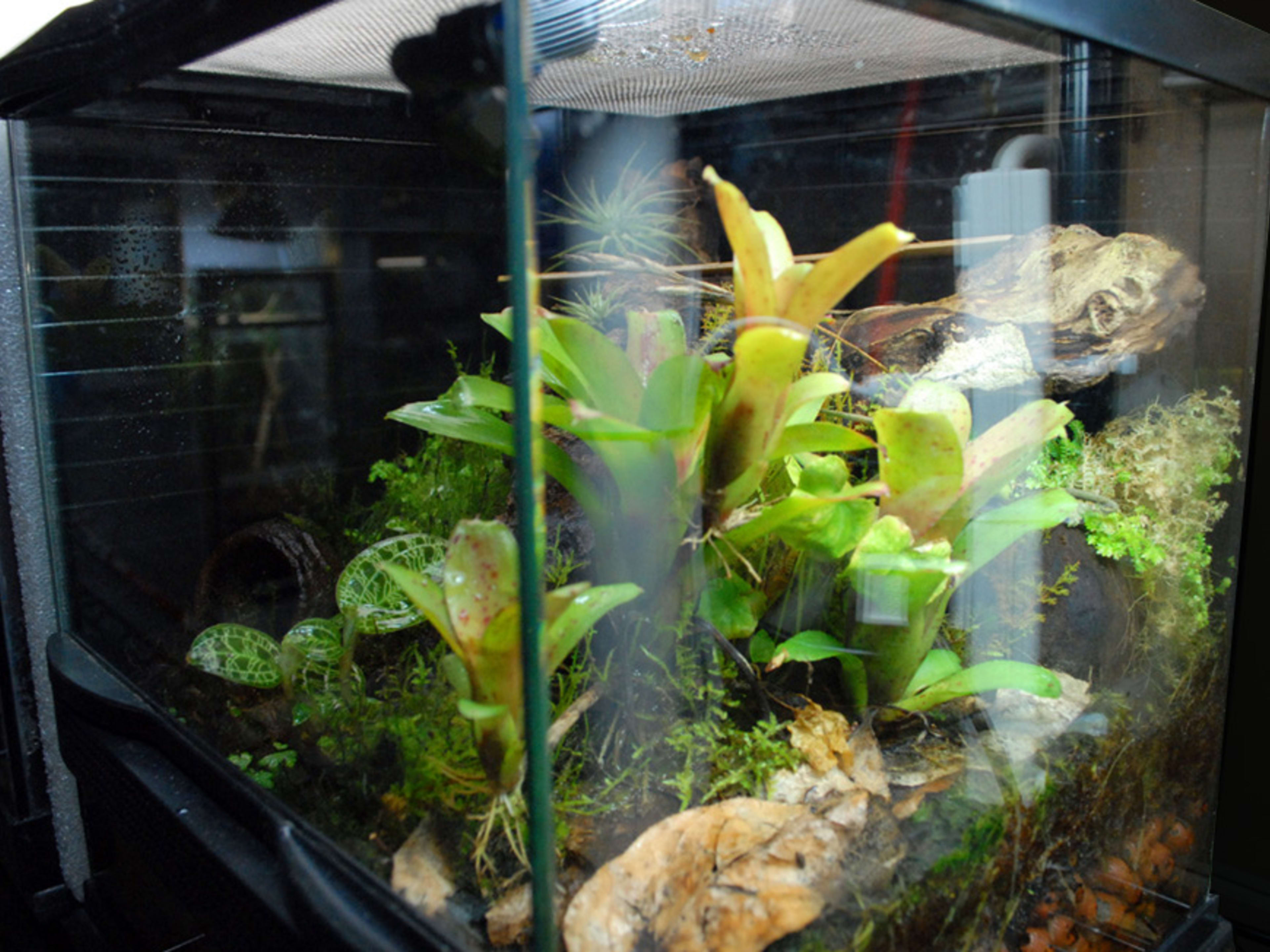 How to Build a Salamander Vivarium or Terrarium - PetHelpful
