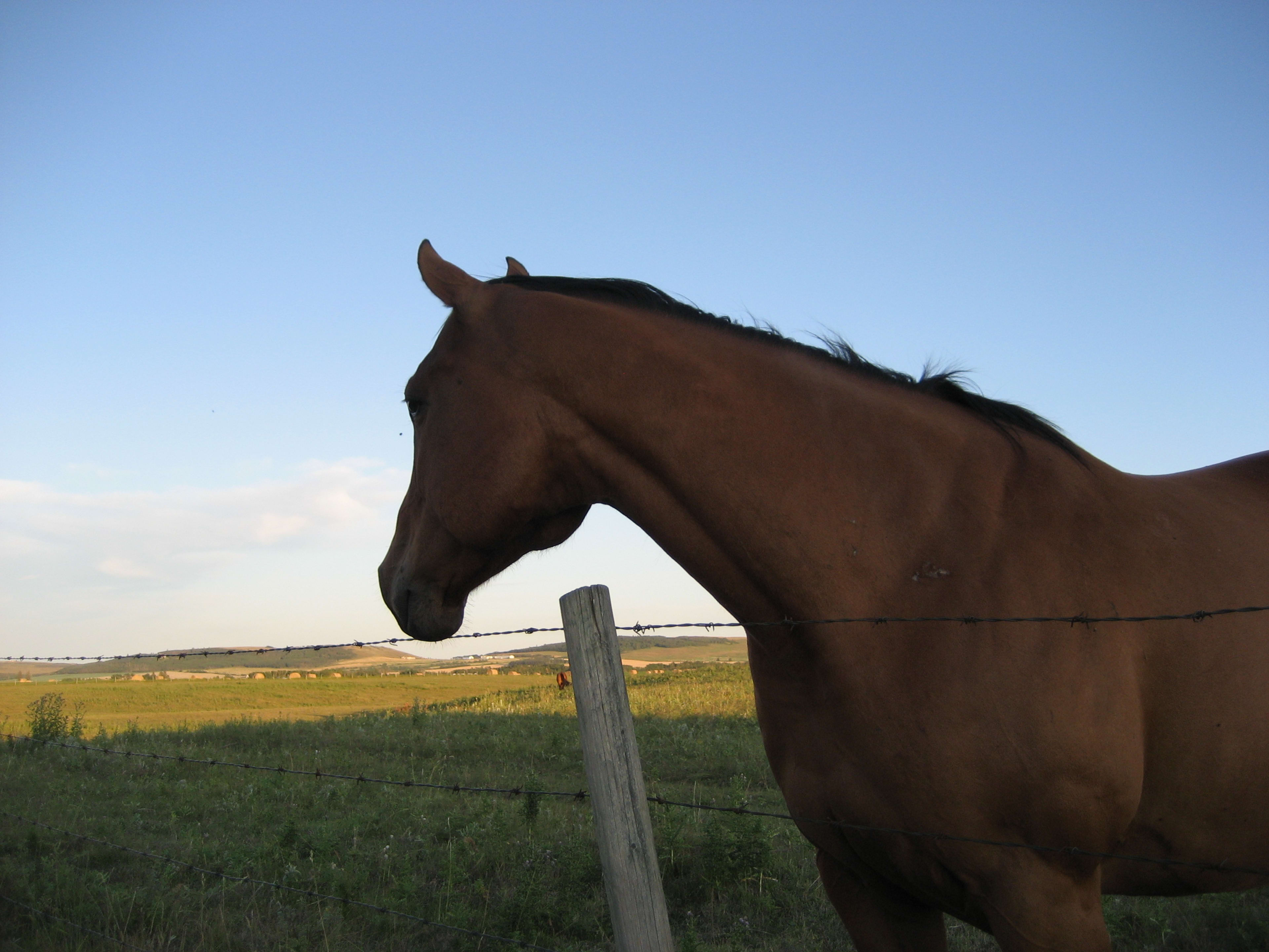 How to Ride Bareback on a Bony Horse - PetHelpful