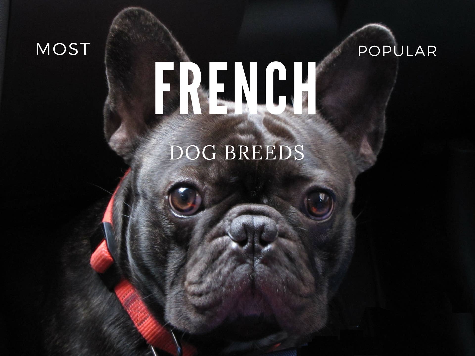 5 Best French Dog Breeds: Papillons, French Bulldogs & More!