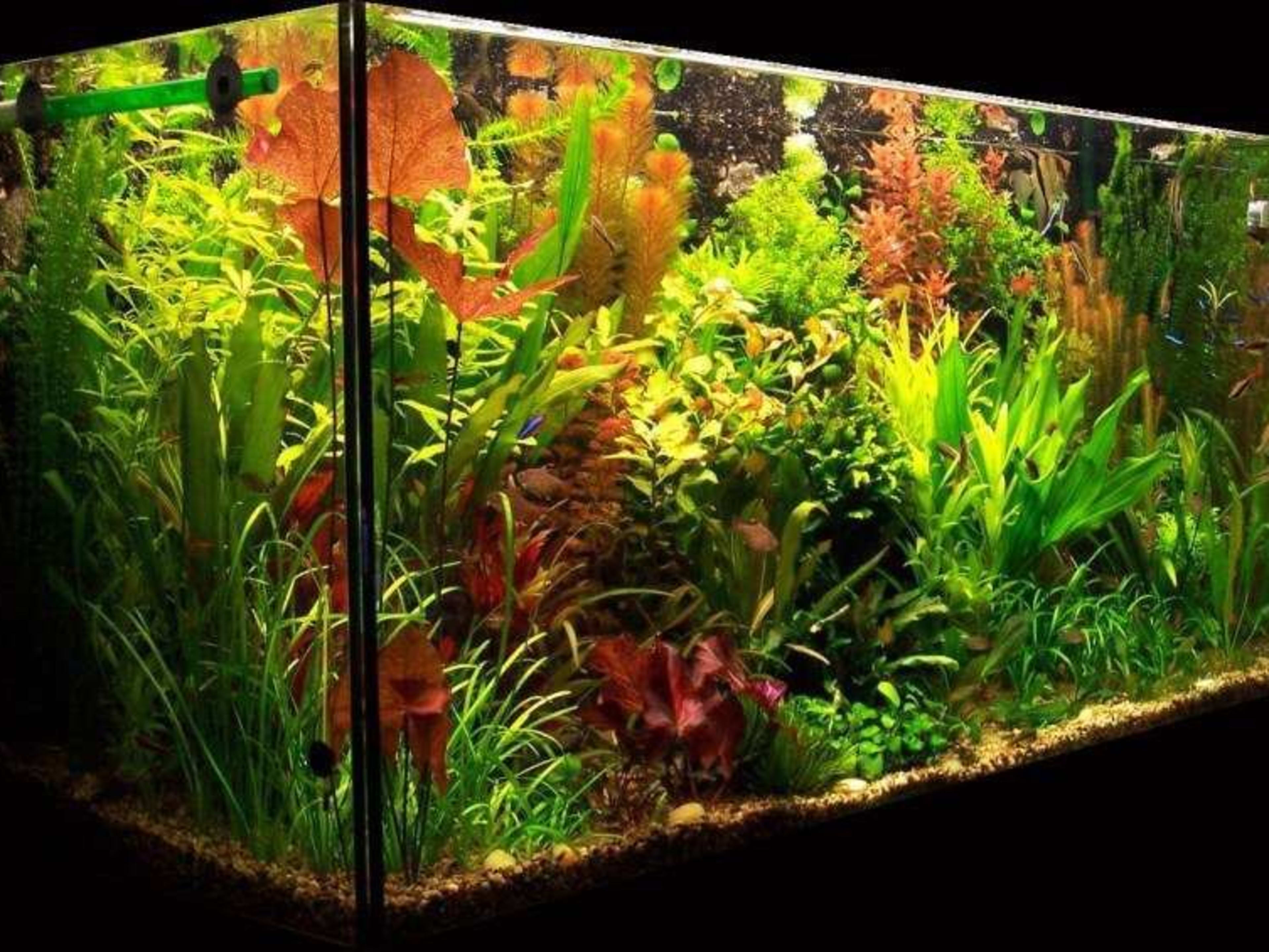 Lighting for a Planted Aquarium