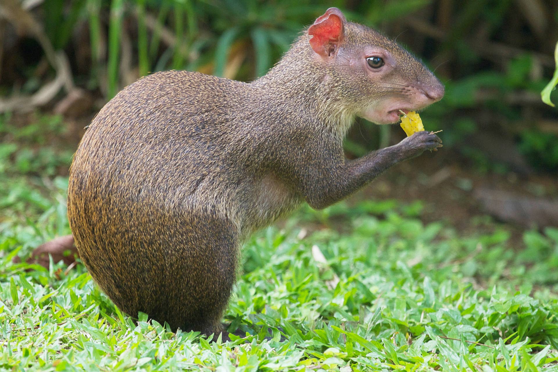 Agouti Paca Mountain Paca (Agouti Taczanowskii) In The Colombian