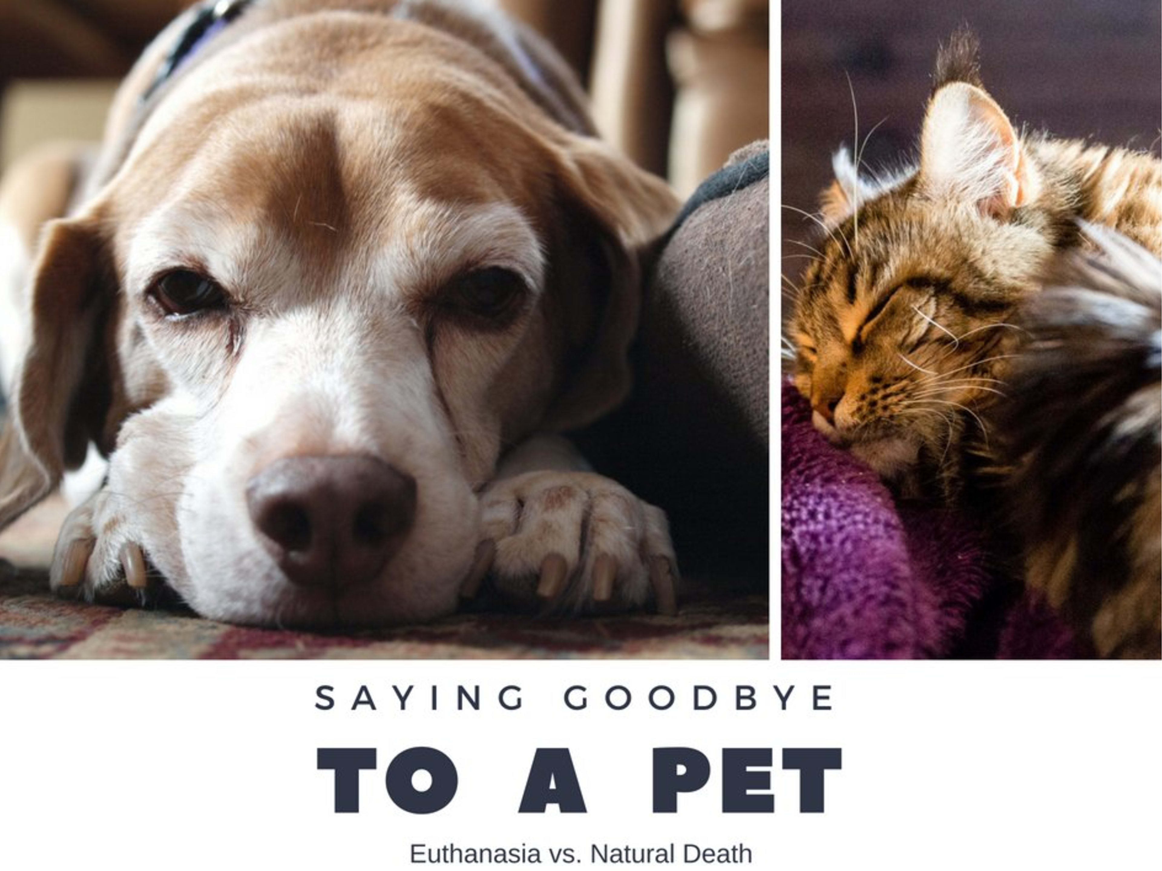 Pet Euthanasia vs. Natural Death - PetHelpful