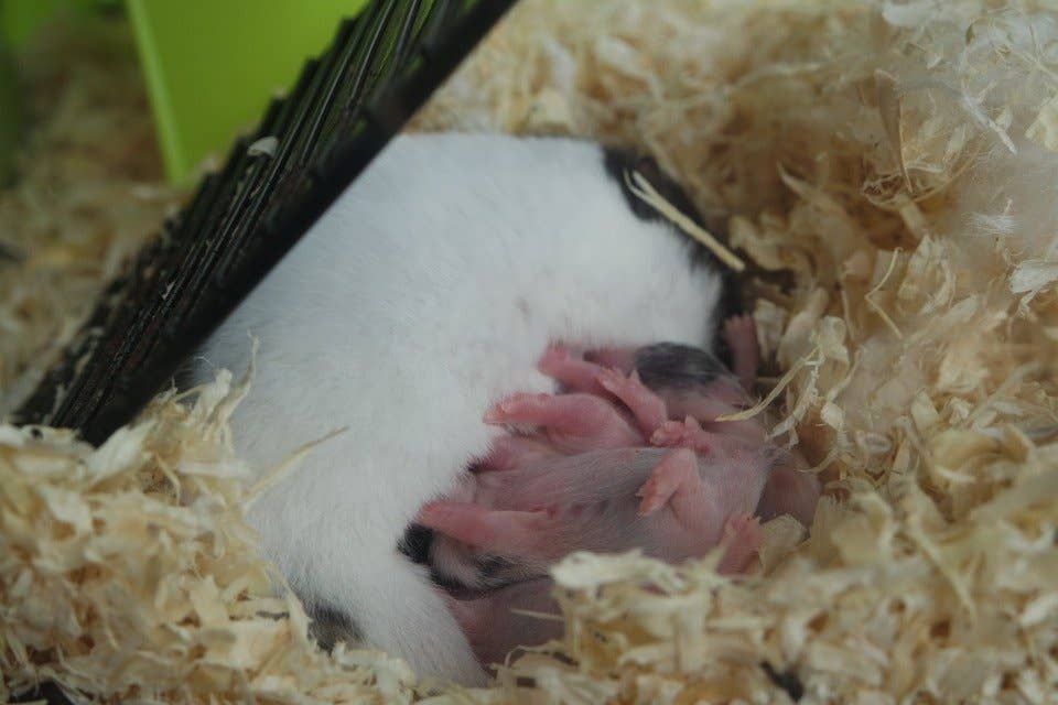 Syrian Hamster Babies