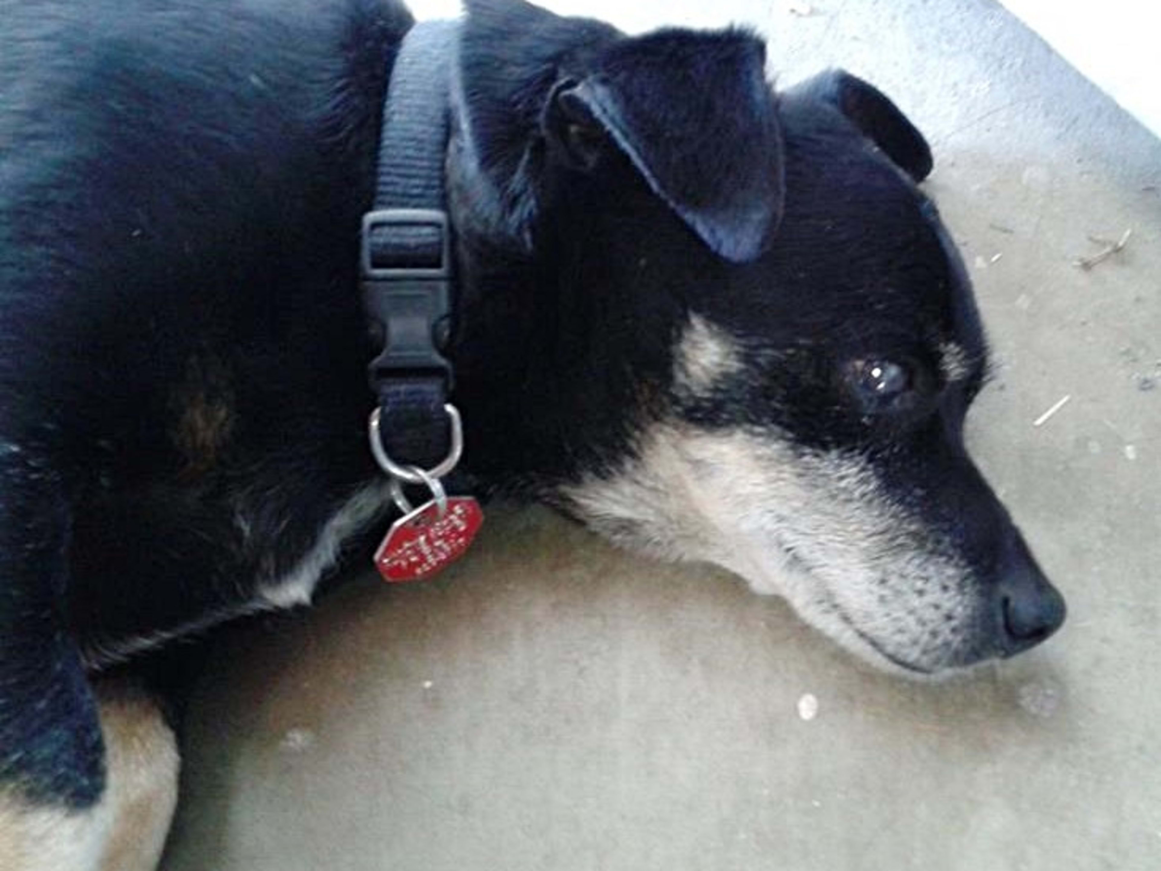 How to Tell the Difference Between Seizures and Syncope in Dogs ...