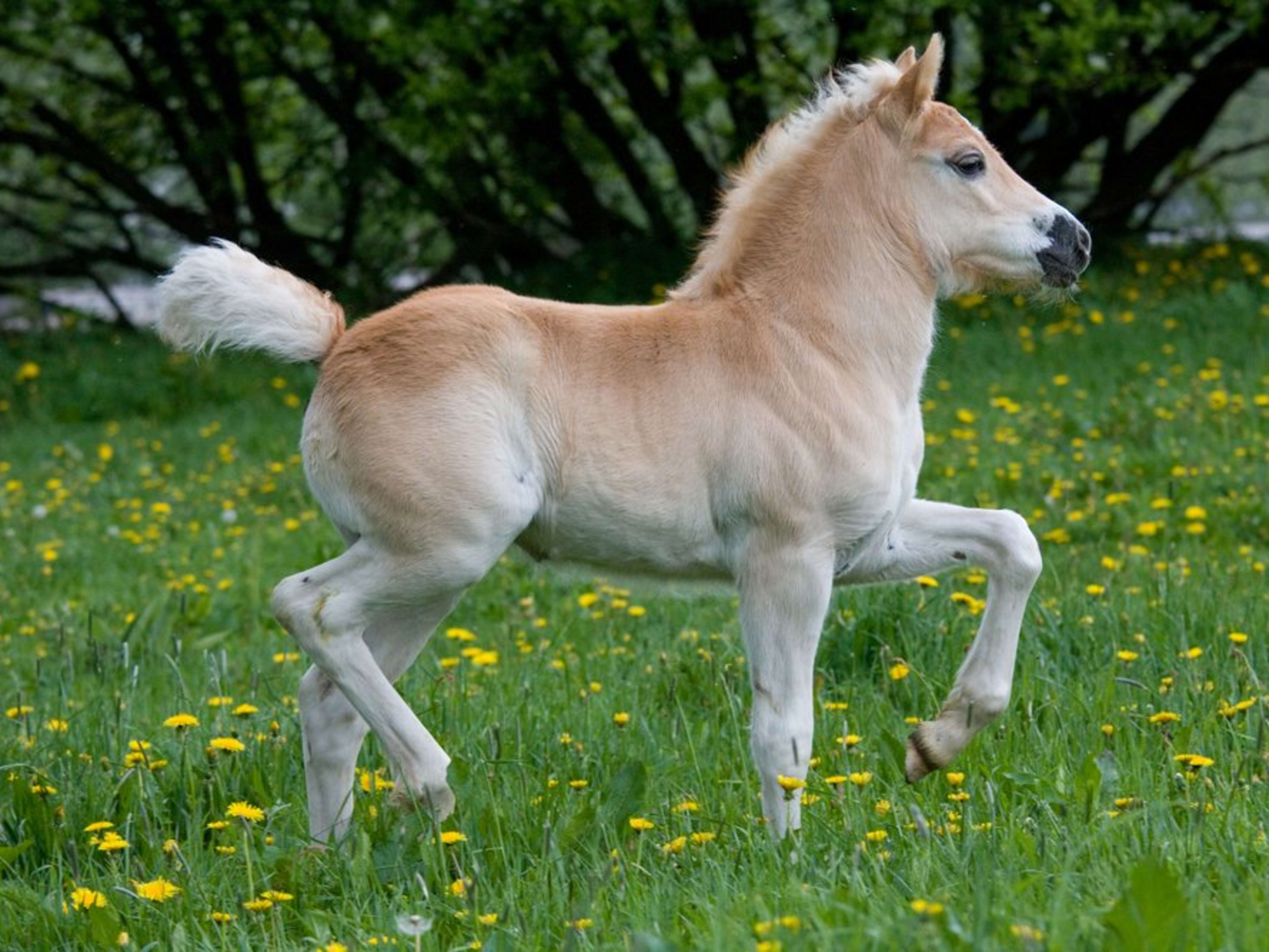 Everything You Need to Know About Ponies and Their Care - PetHelpful