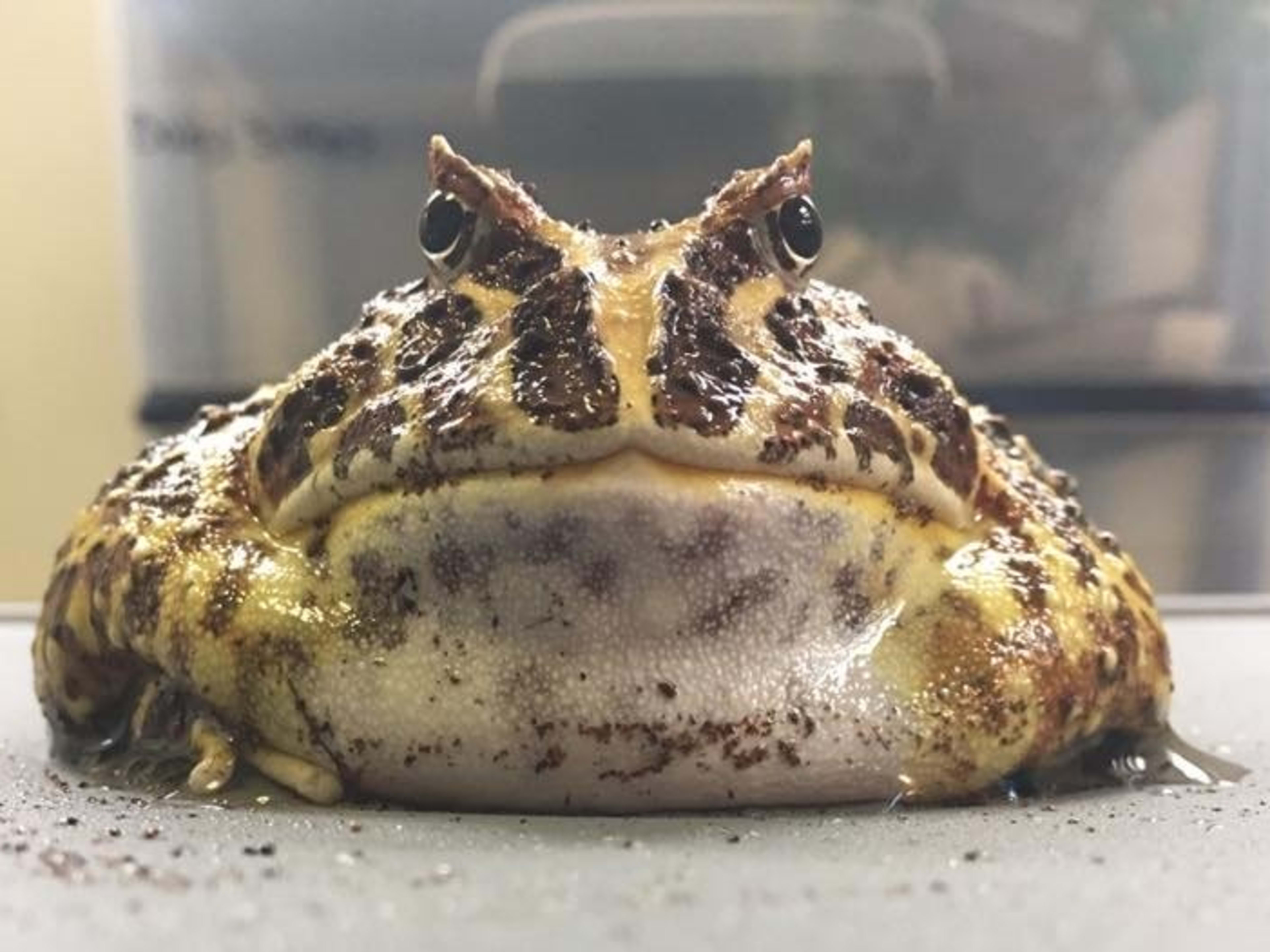 Pacman Frog Care: Food, Habitat, Temperature, and More - PetHelpful