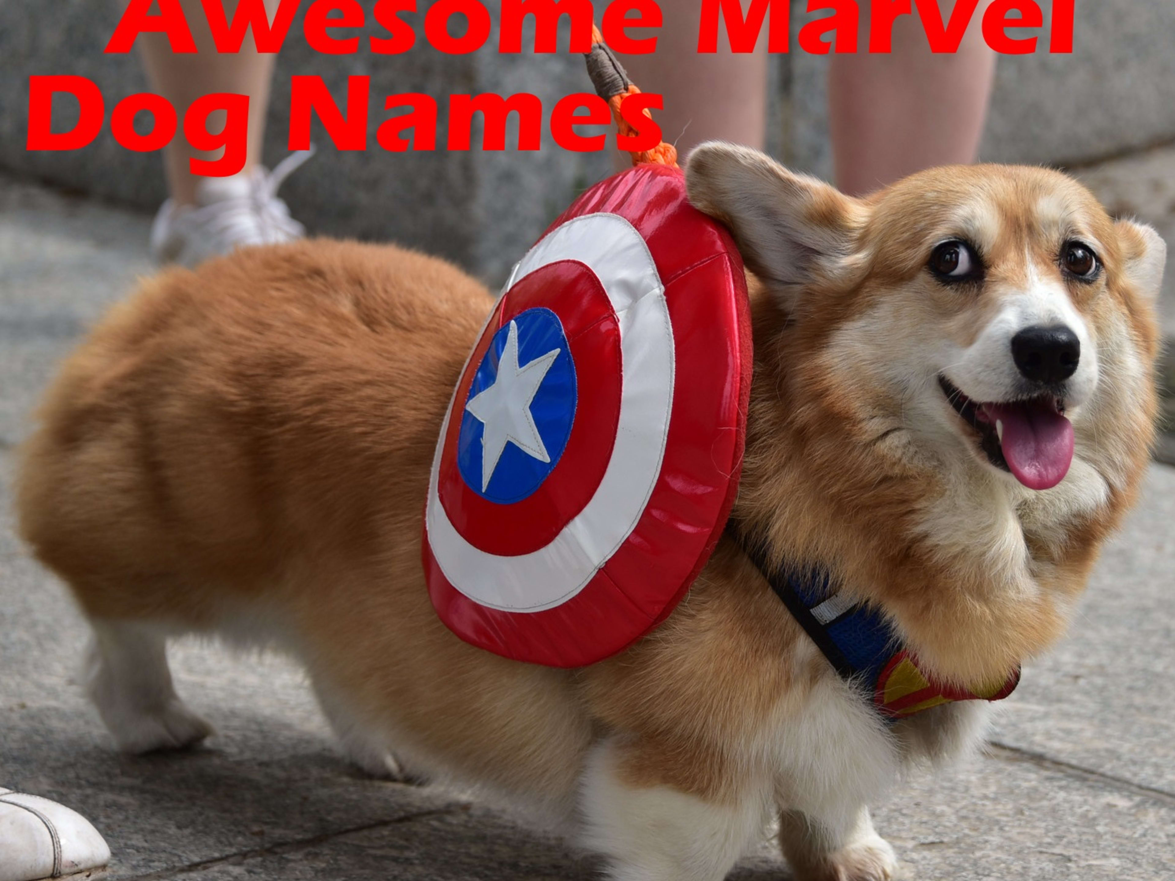 Awesome Marvel MCU Dog Names From Superheroes to Villains
