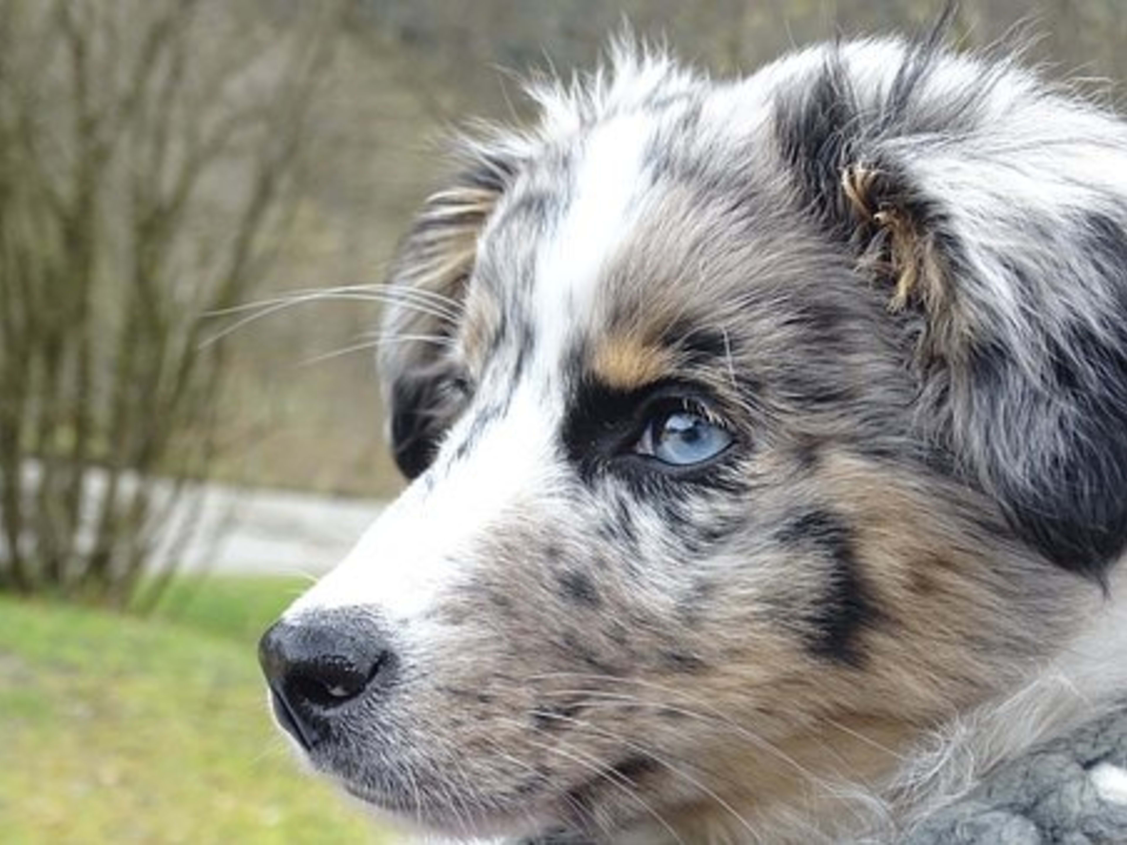 Australian dog names store