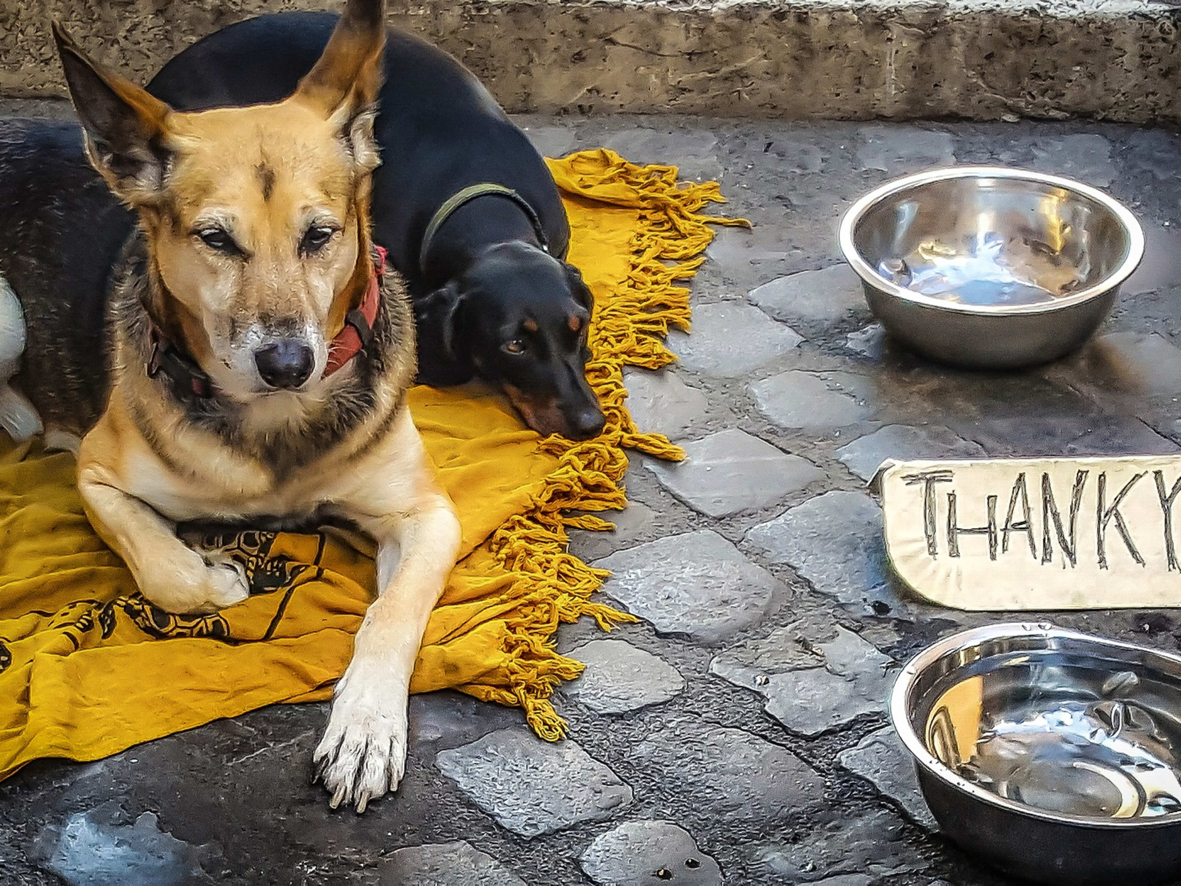 Dog Adoption and Purchasing