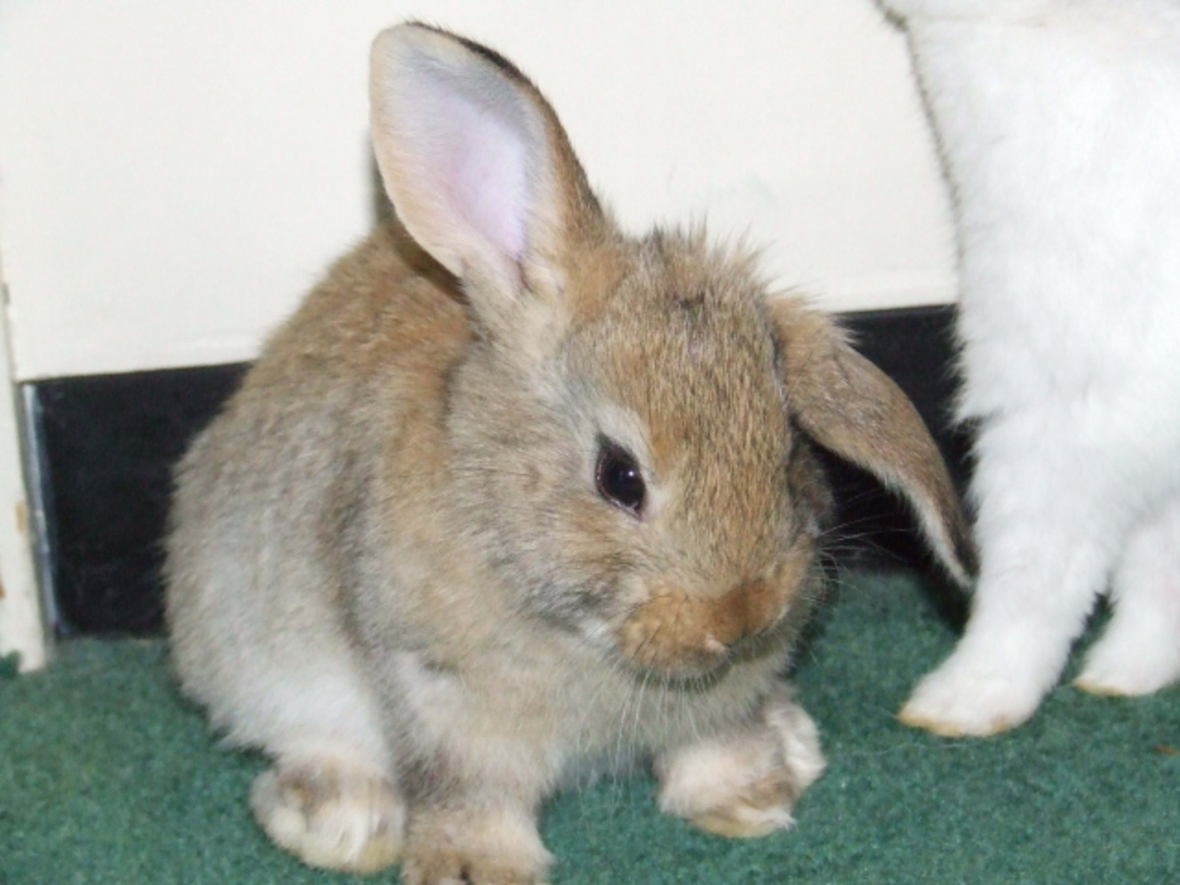 Why Is My Rabbit's Ear Floppy? Lop Genes and Other Causes - PetHelpful