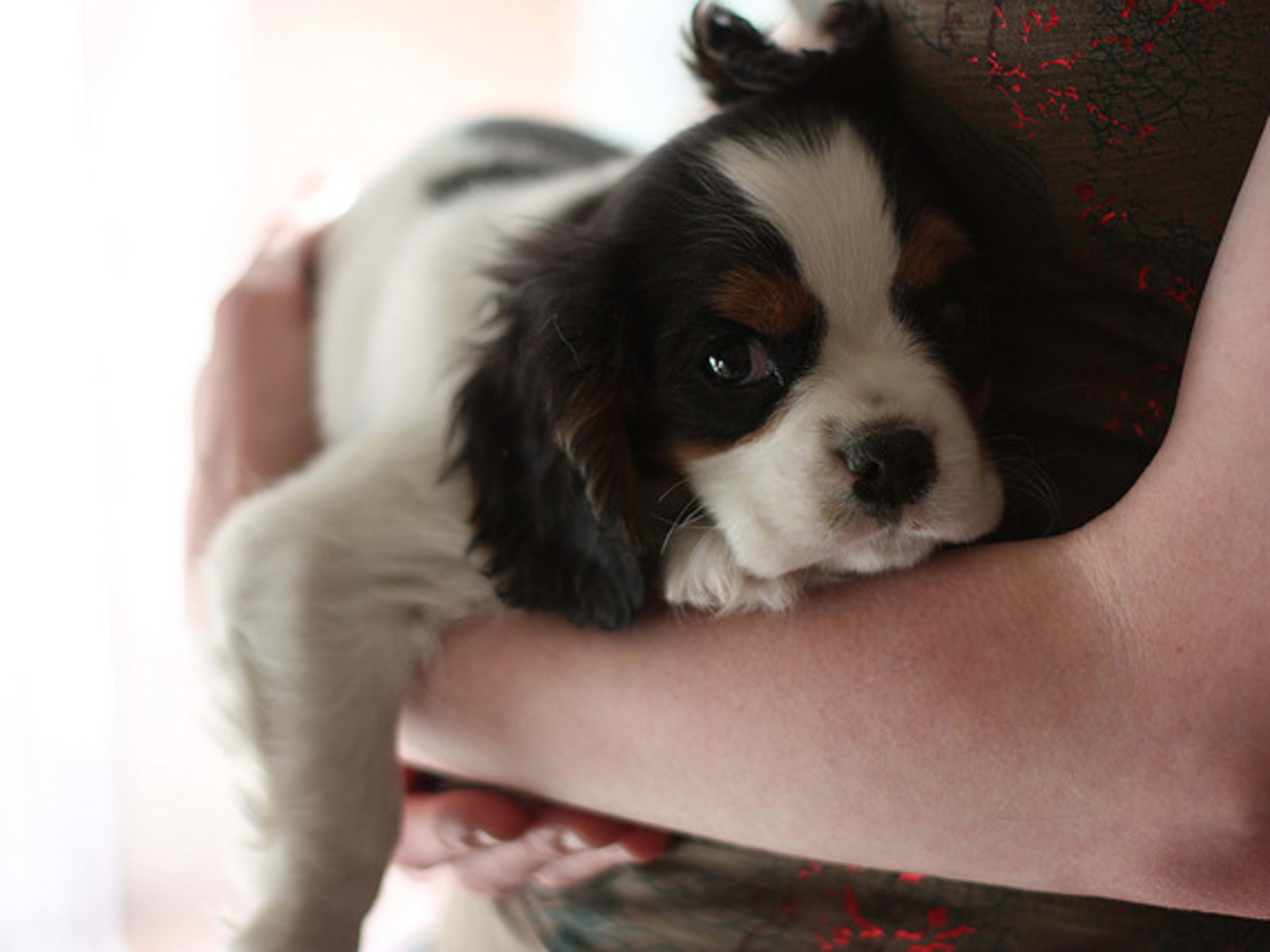 Dog Breeds That Cuddle