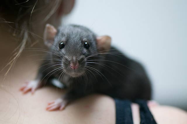 Dumbo Rats