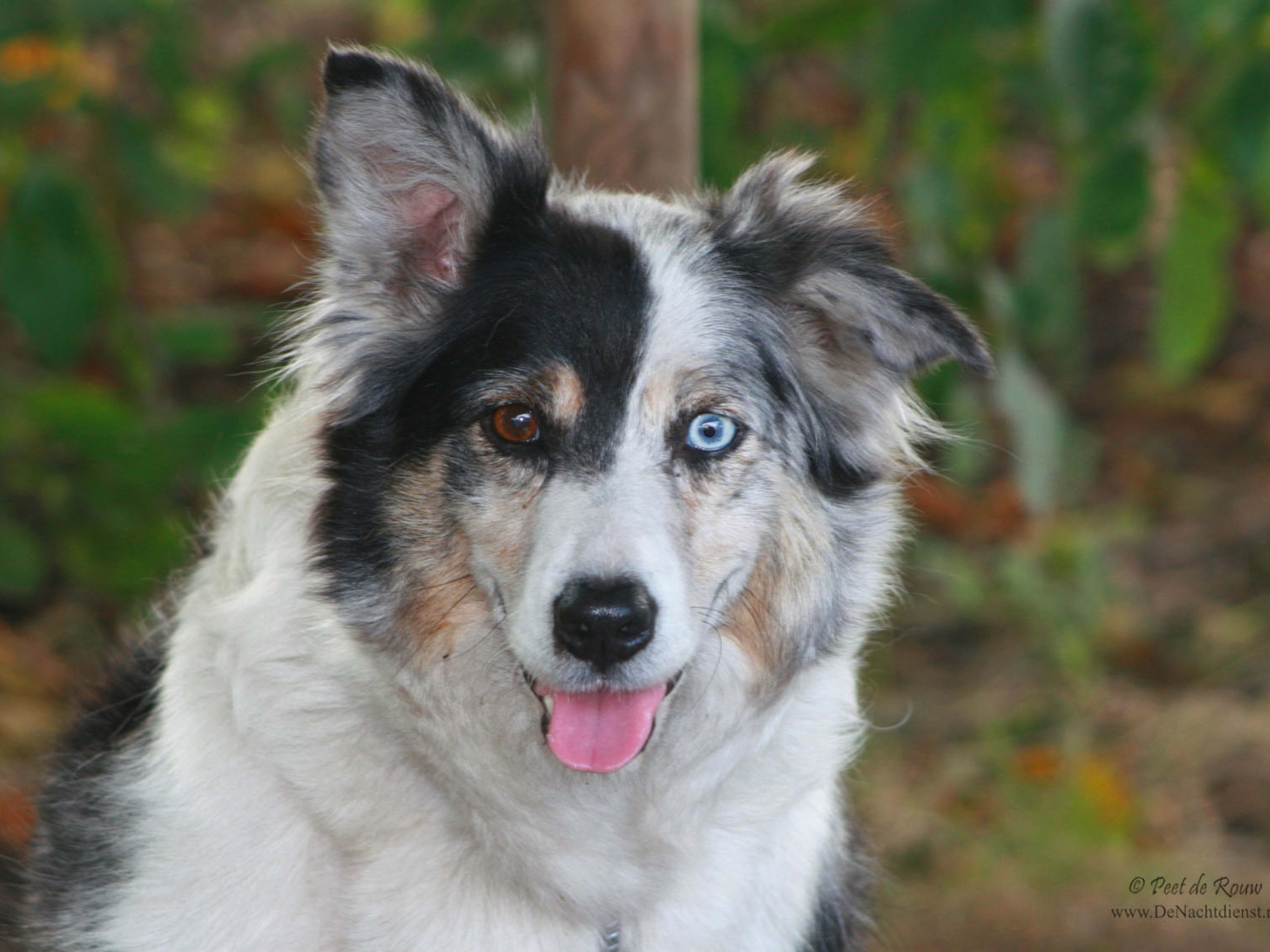 The Double Merle Dog: Dangers of Merle-to-Merle Breeding