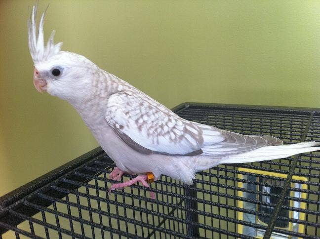 The Meaning of a Cockatiel's Crest Position (Head Feathers) - PetHelpful