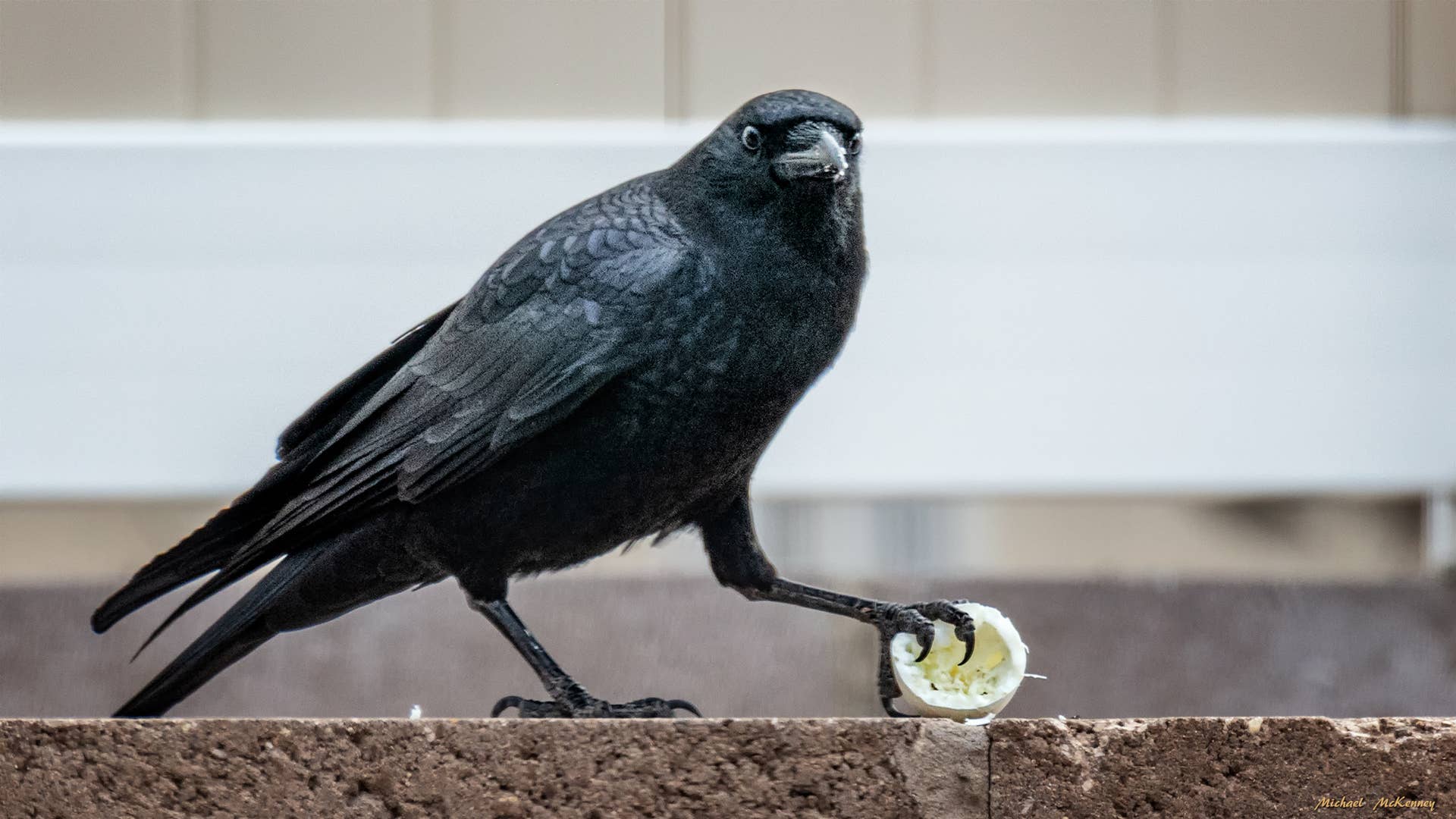 Grateful Crow Starts Bringing Woman Who Fed Her Gifts to Say Thank You ...