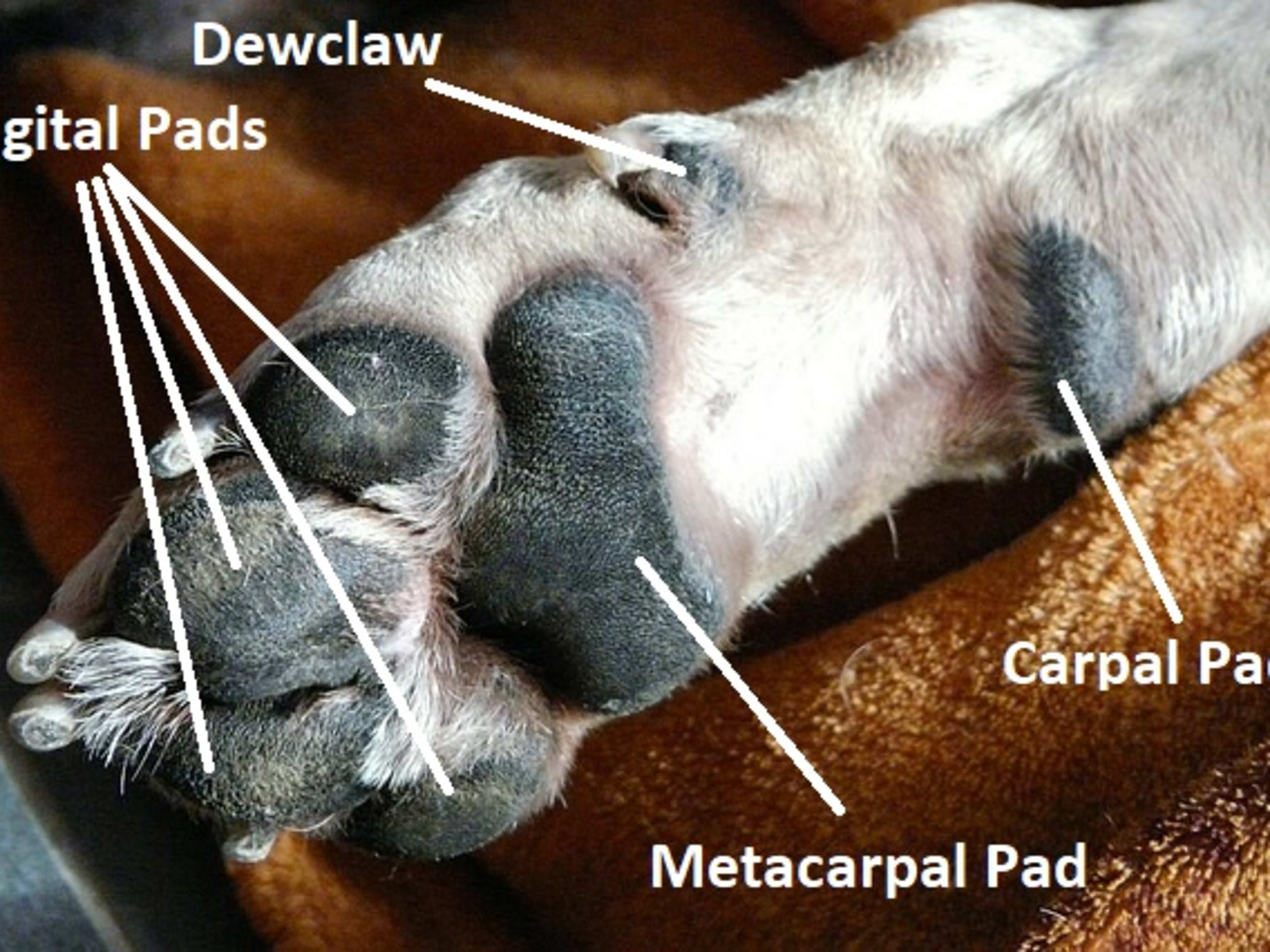 What's the Purpose of Your Dog's Carpal Pads? - PetHelpful